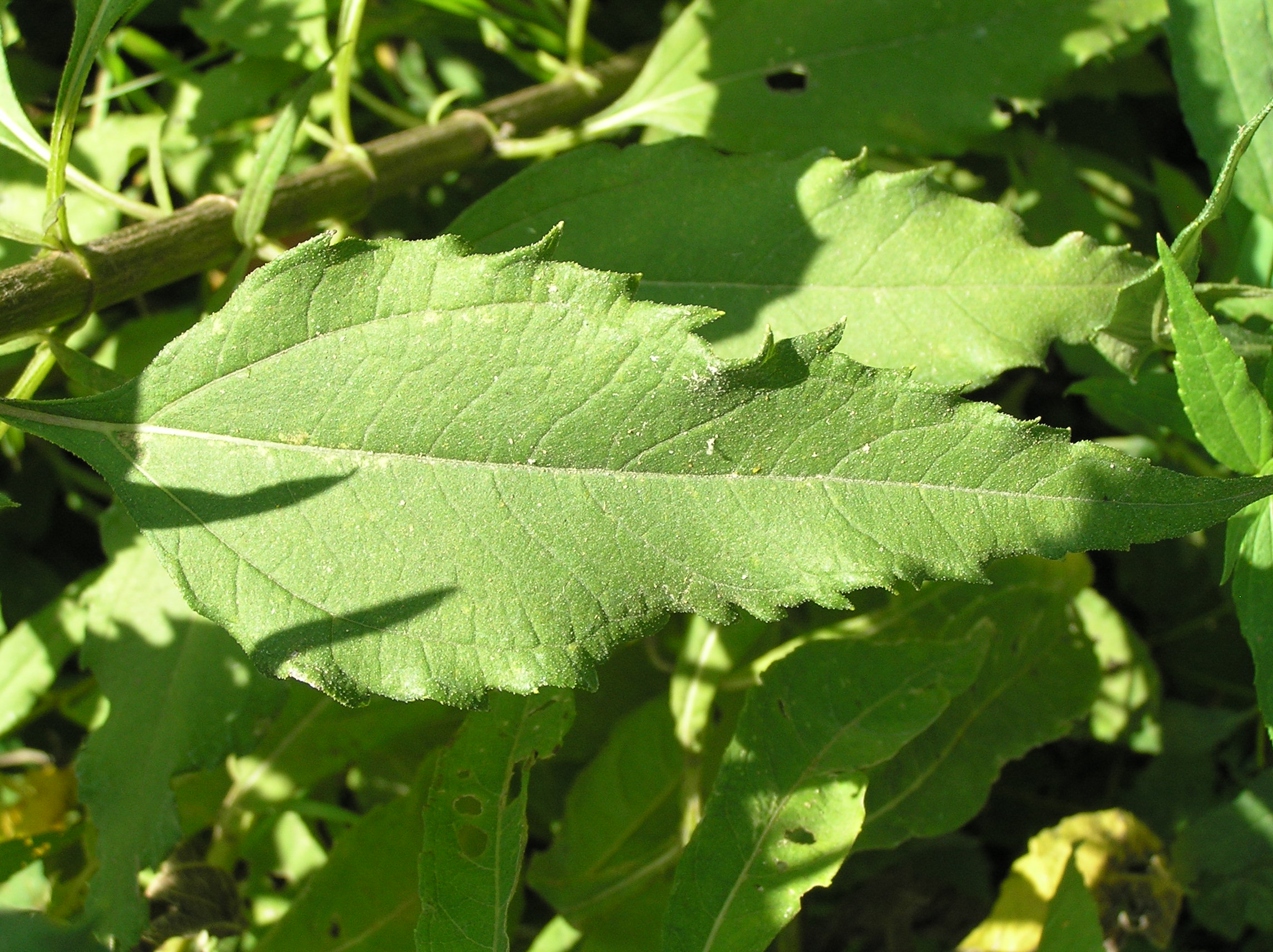 Native Trees of Indiana River Walk