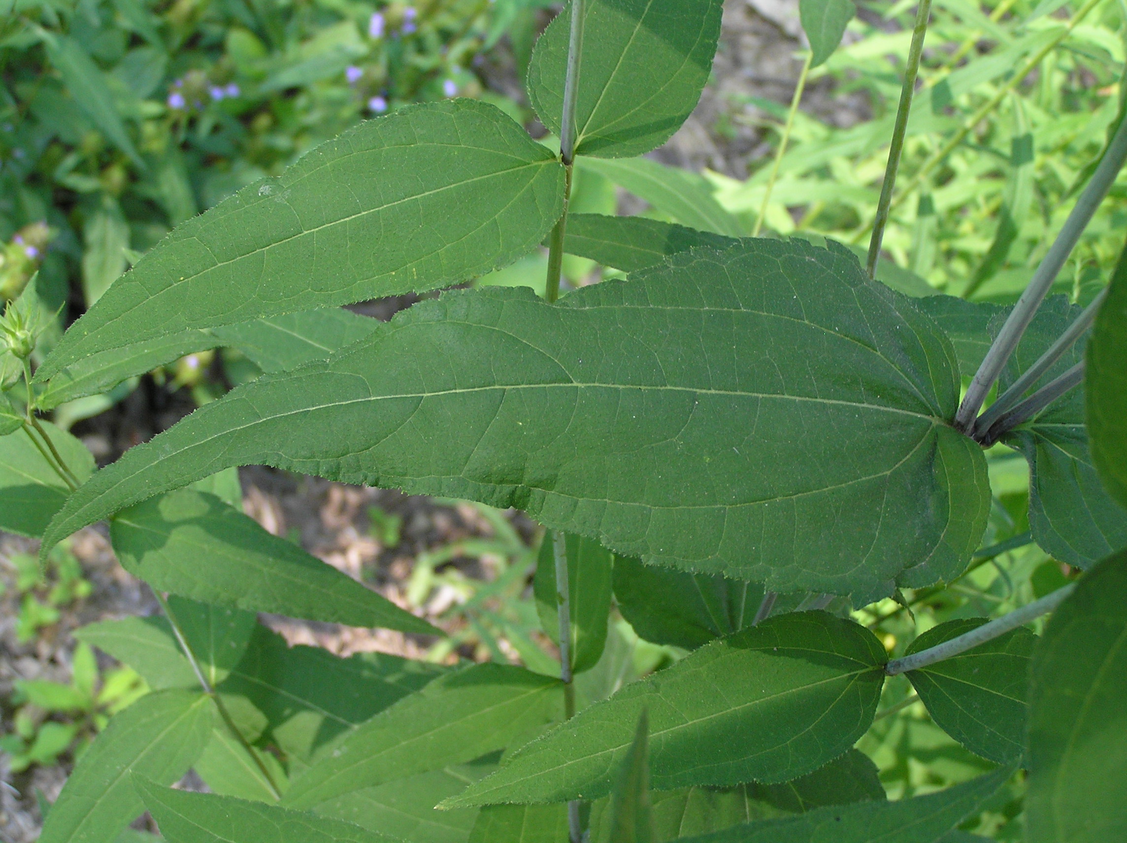 Native Trees of Indiana River Walk