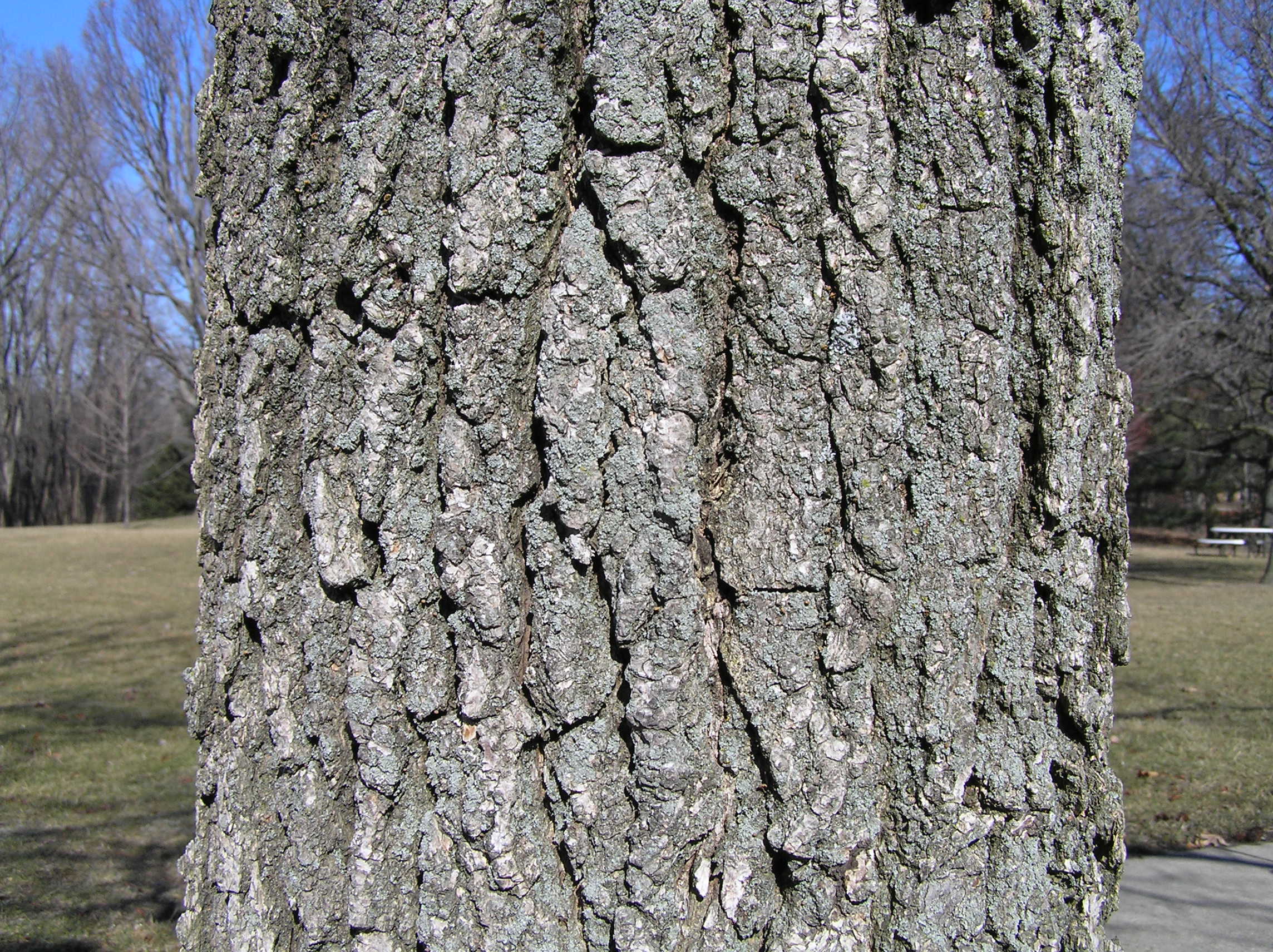 Native Trees of Indiana River Walk