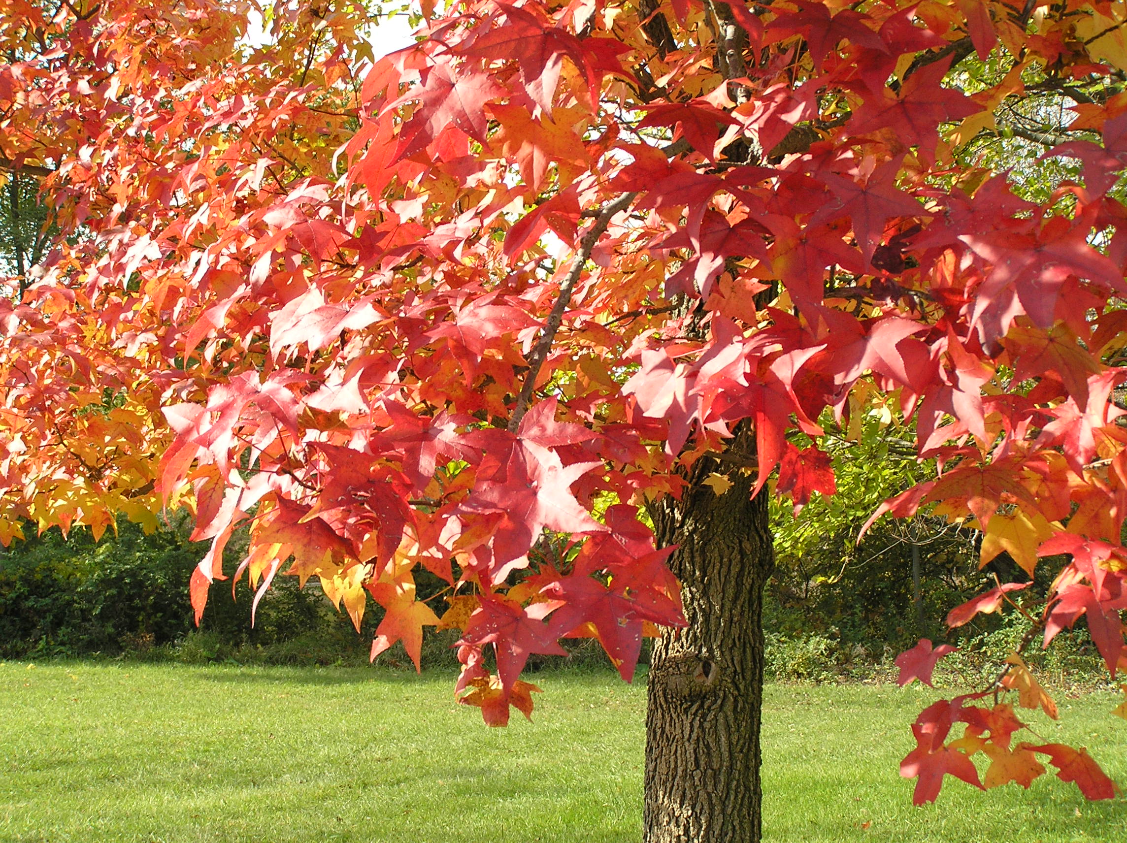 Native Trees of Indiana River Walk