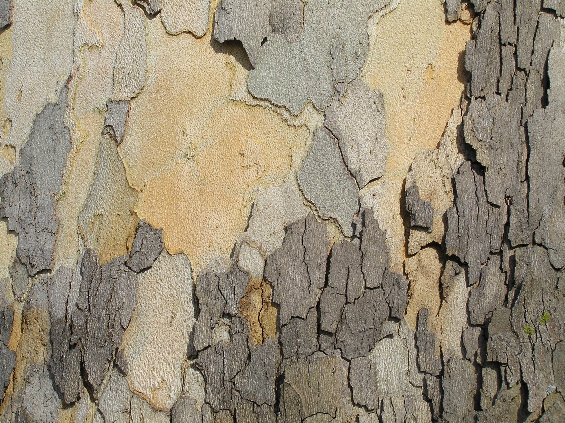 Native Trees of Indiana River Walk
