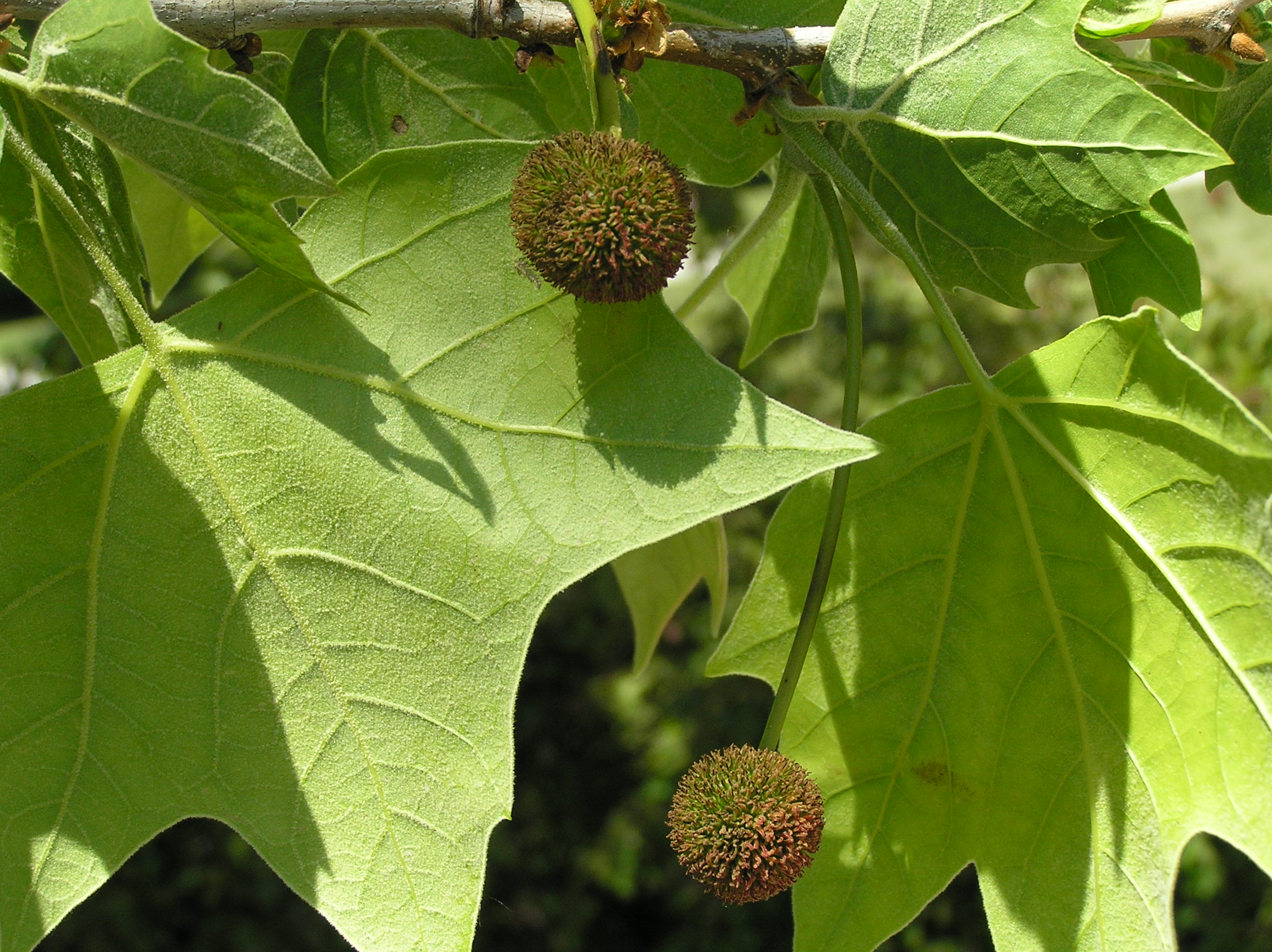 Native Trees of Indiana River Walk