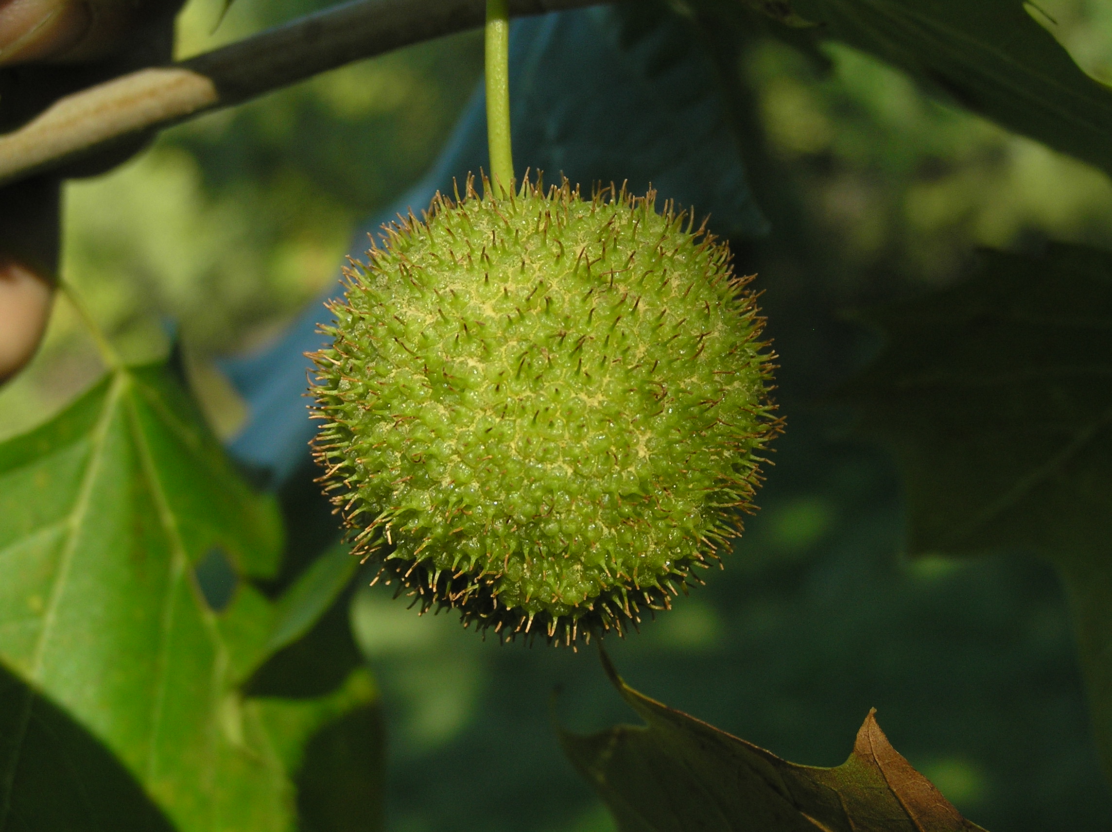 Native Trees of Indiana River Walk