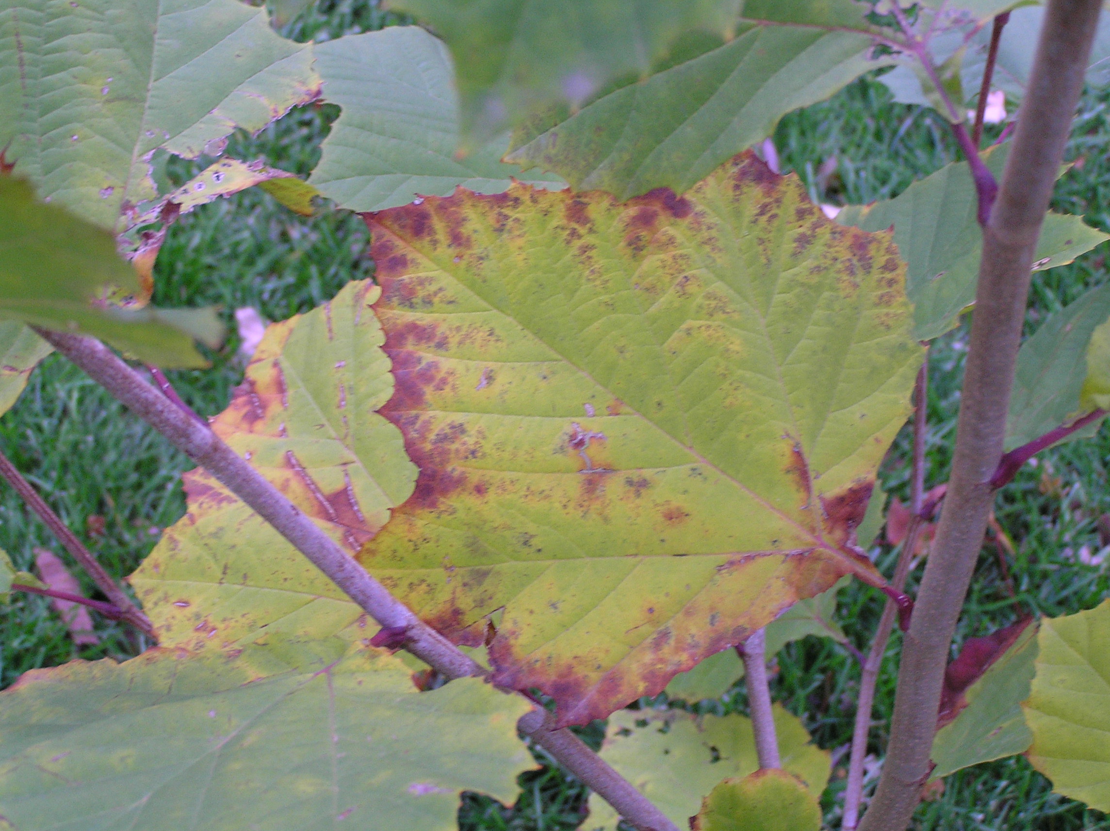 Native Trees of Indiana River Walk