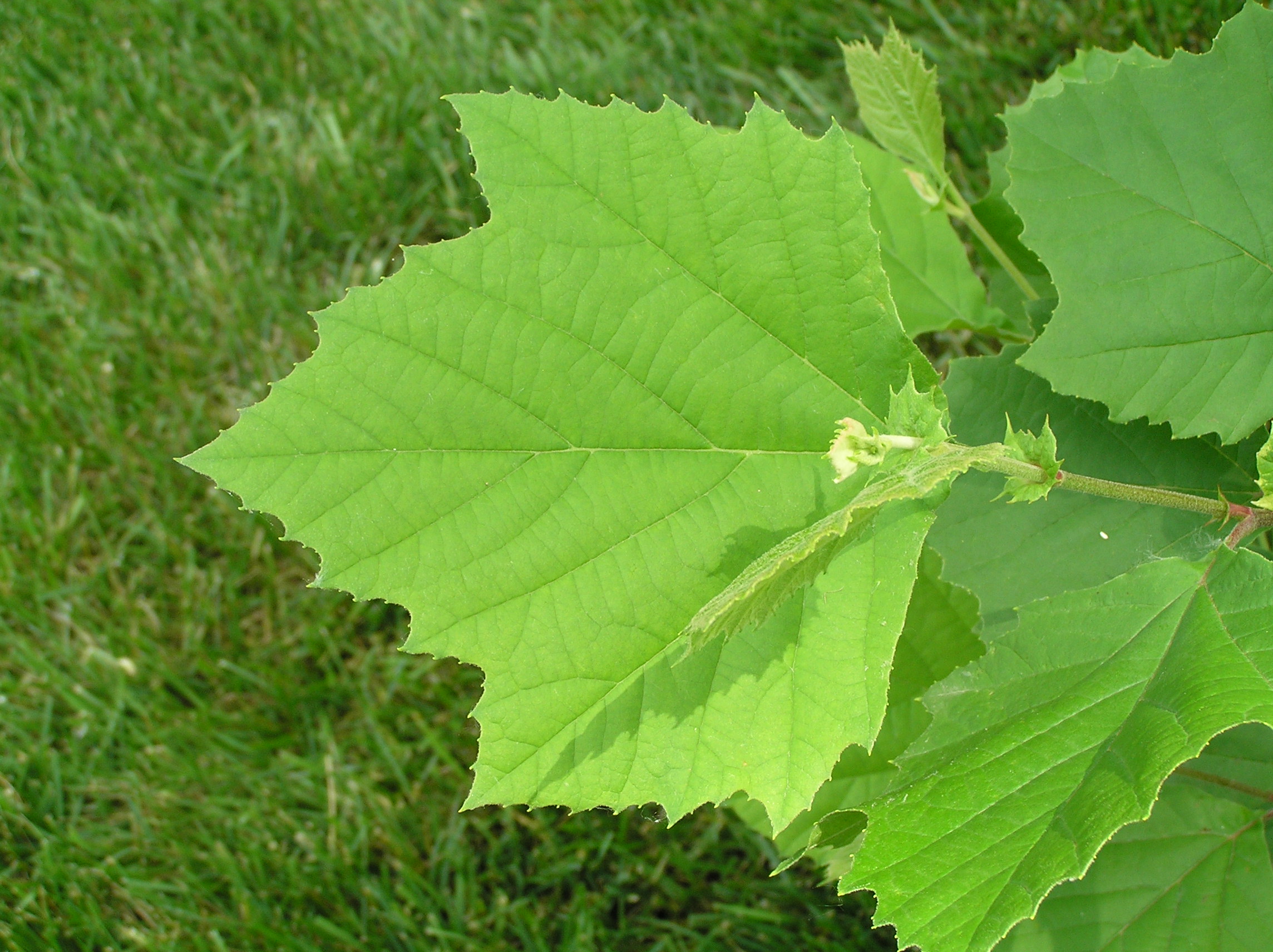 Native Trees of Indiana River Walk