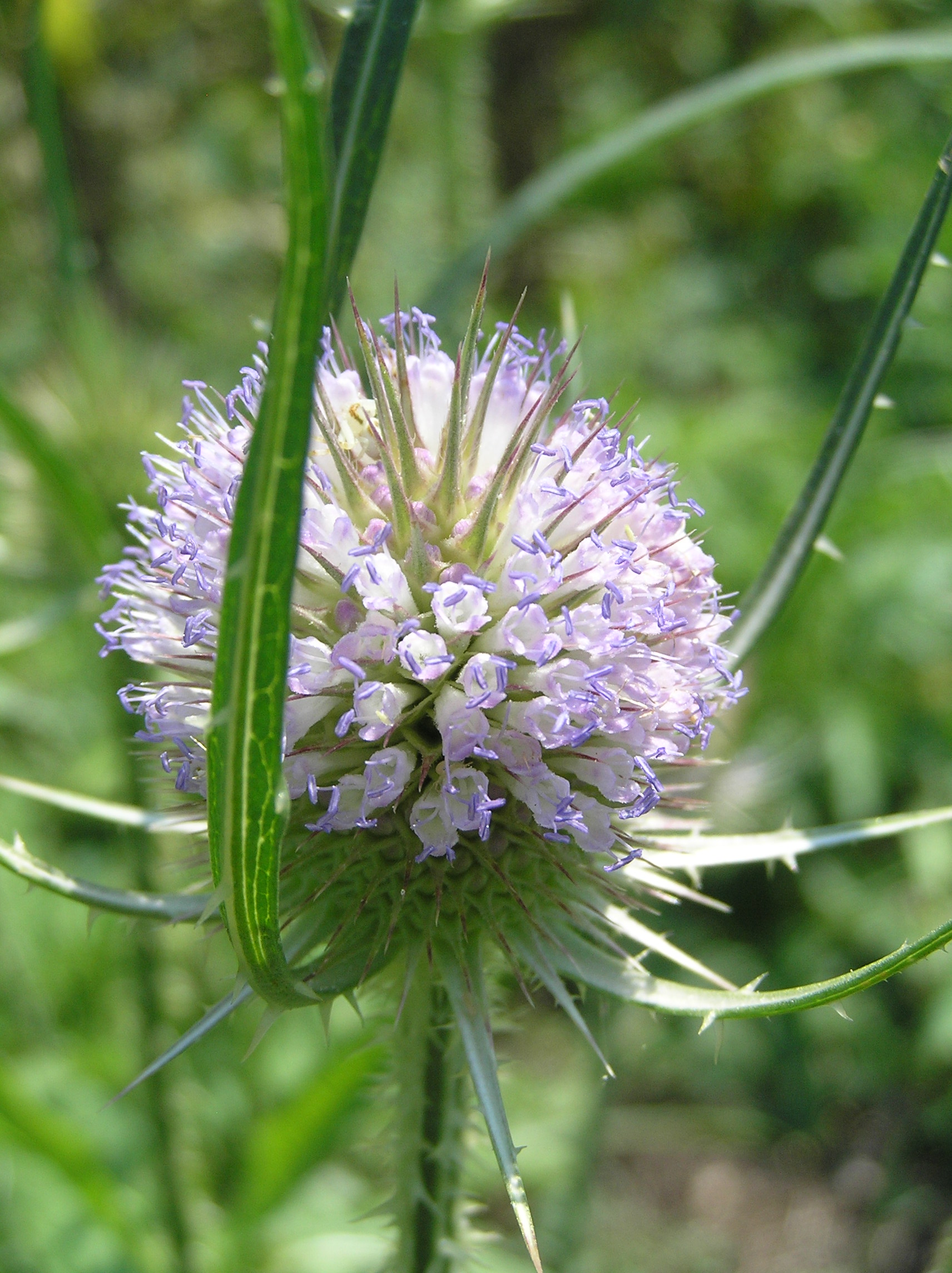 Native Trees of Indiana River Walk