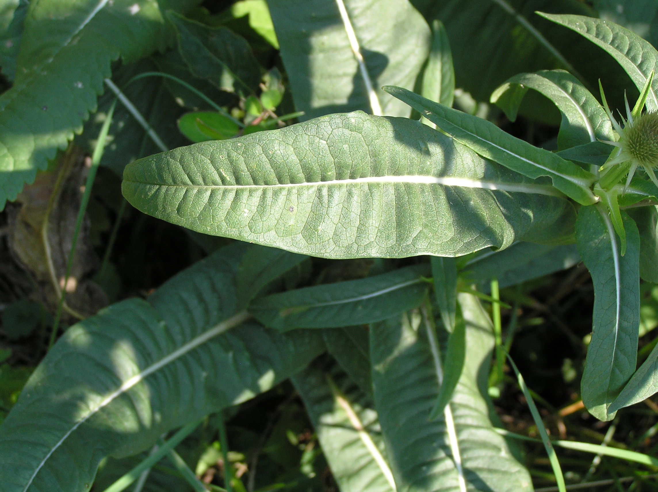 Native Trees of Indiana River Walk