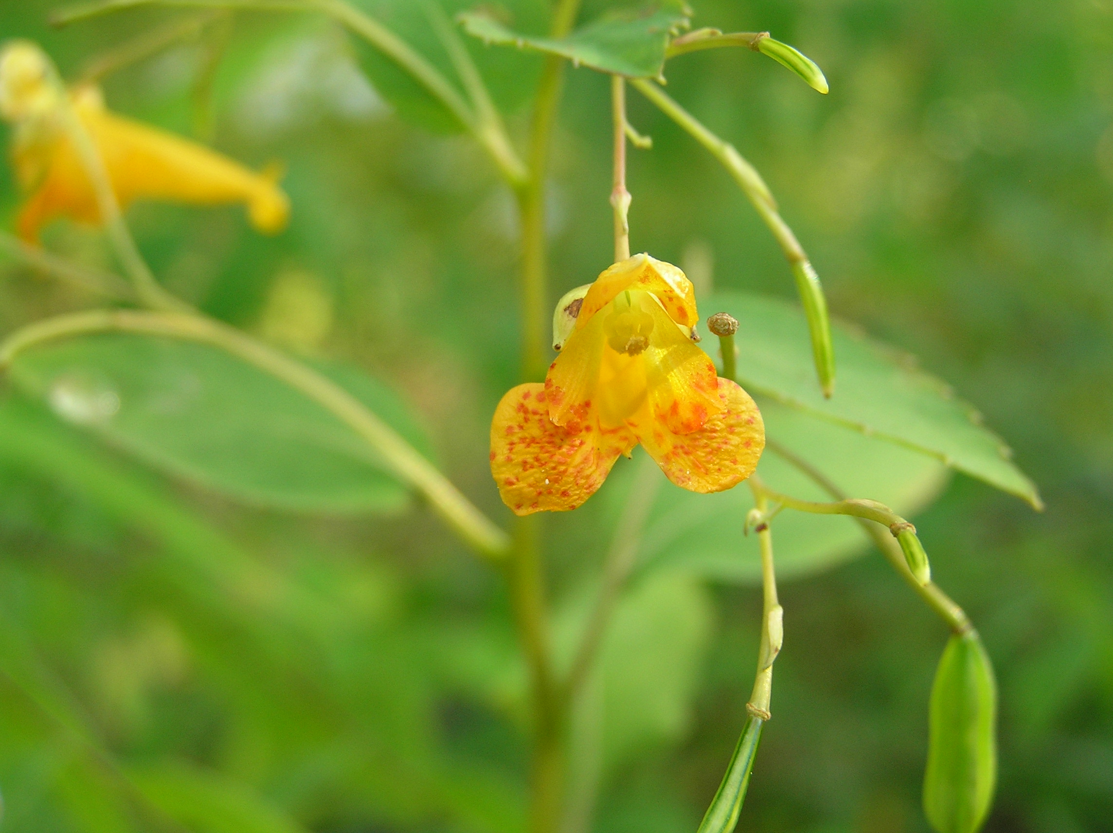 Native Trees of Indiana River Walk