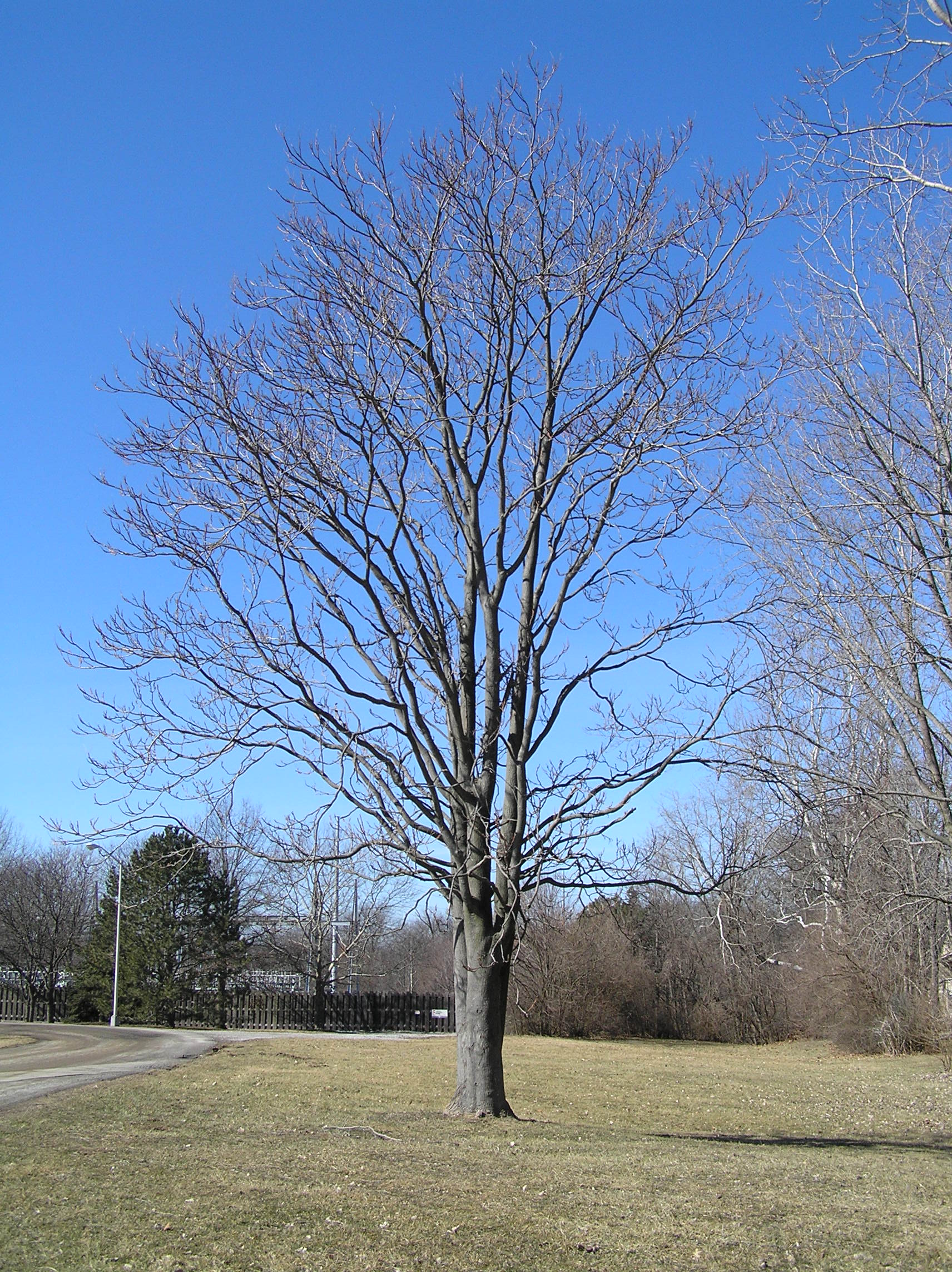 Native Trees of Indiana River Walk