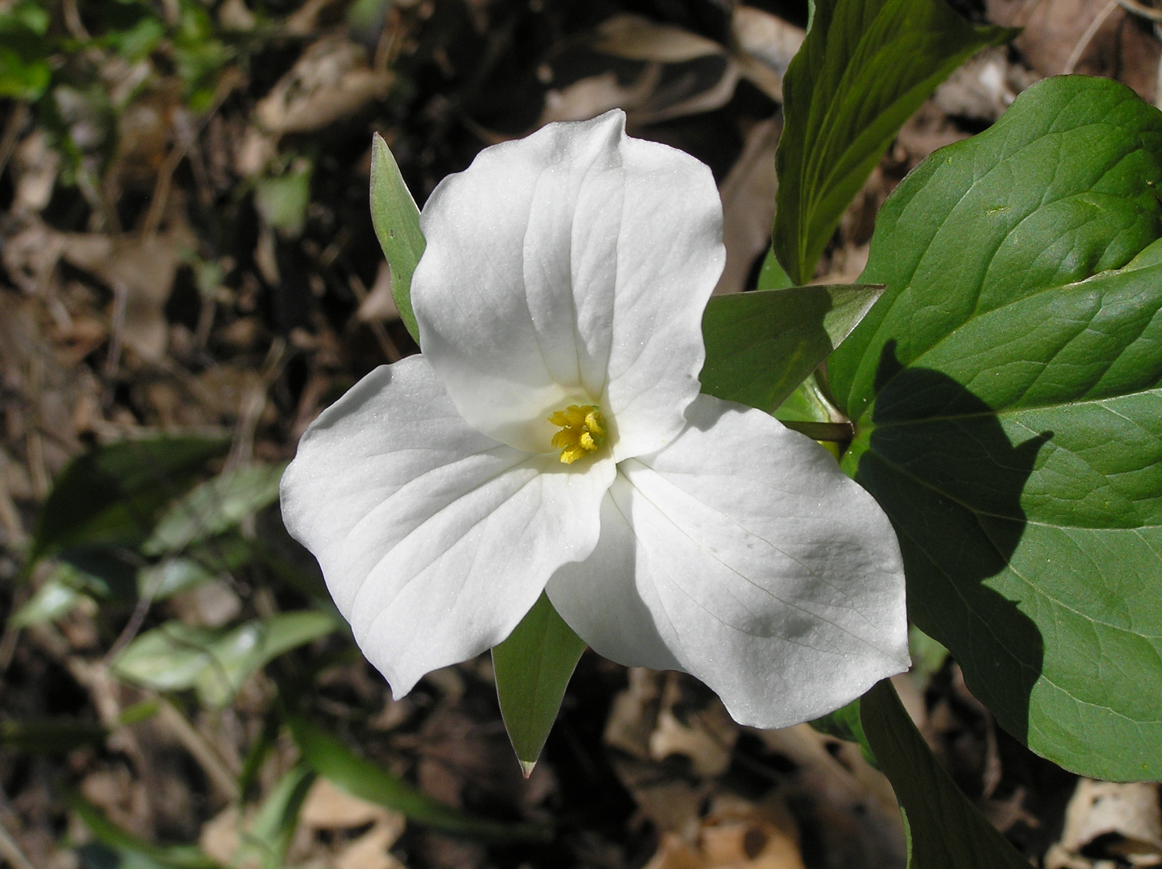 Native Trees of Indiana River Walk