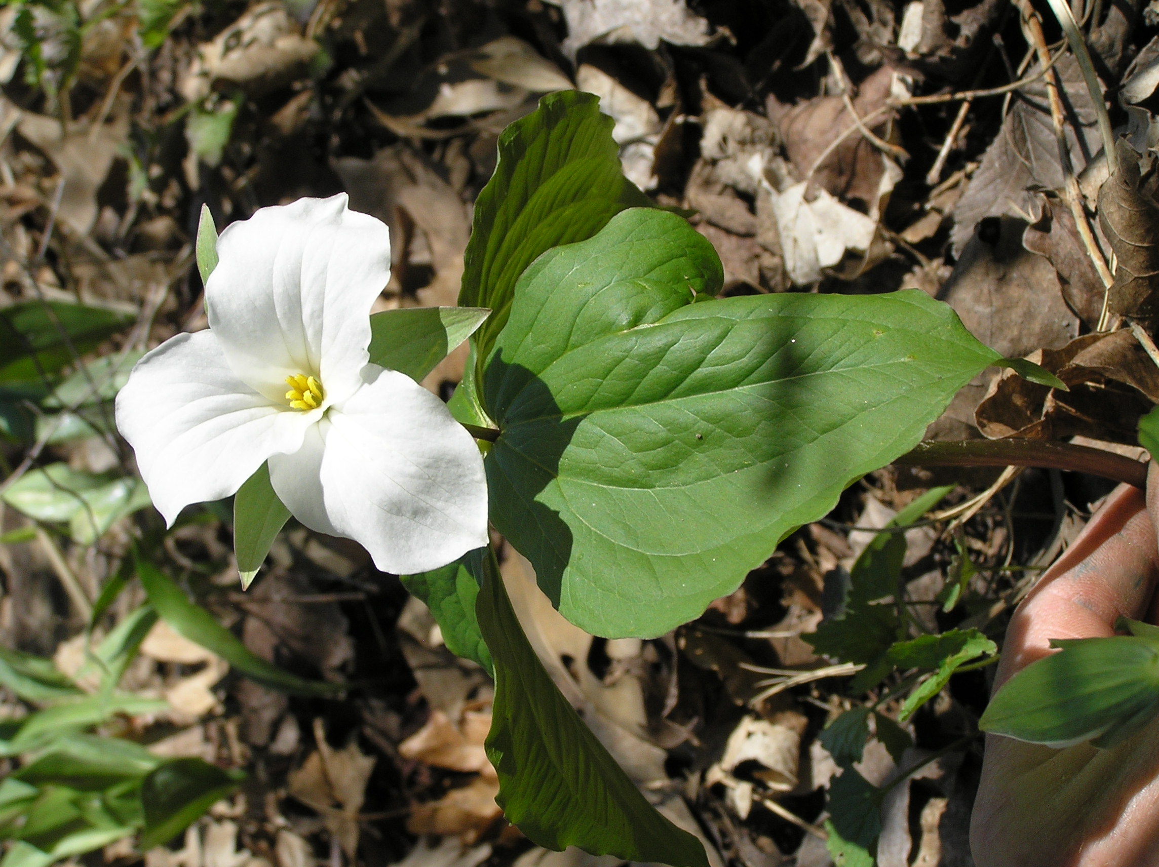 Native Trees of Indiana River Walk