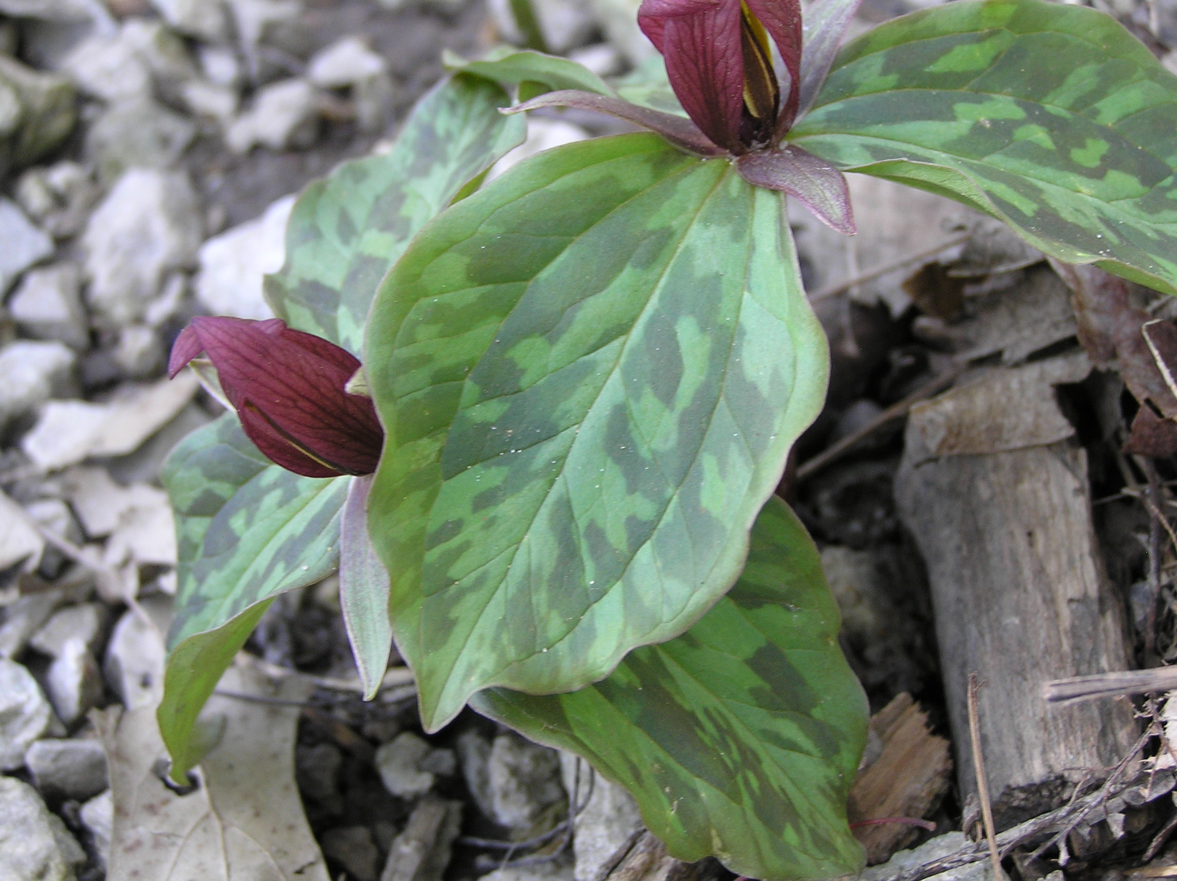 Native Trees of Indiana River Walk