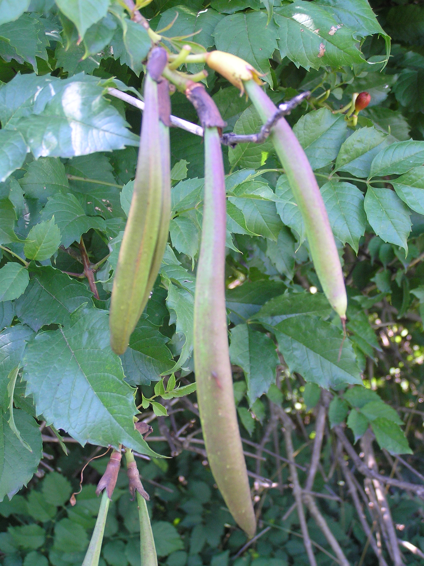 Native Trees of Indiana River Walk