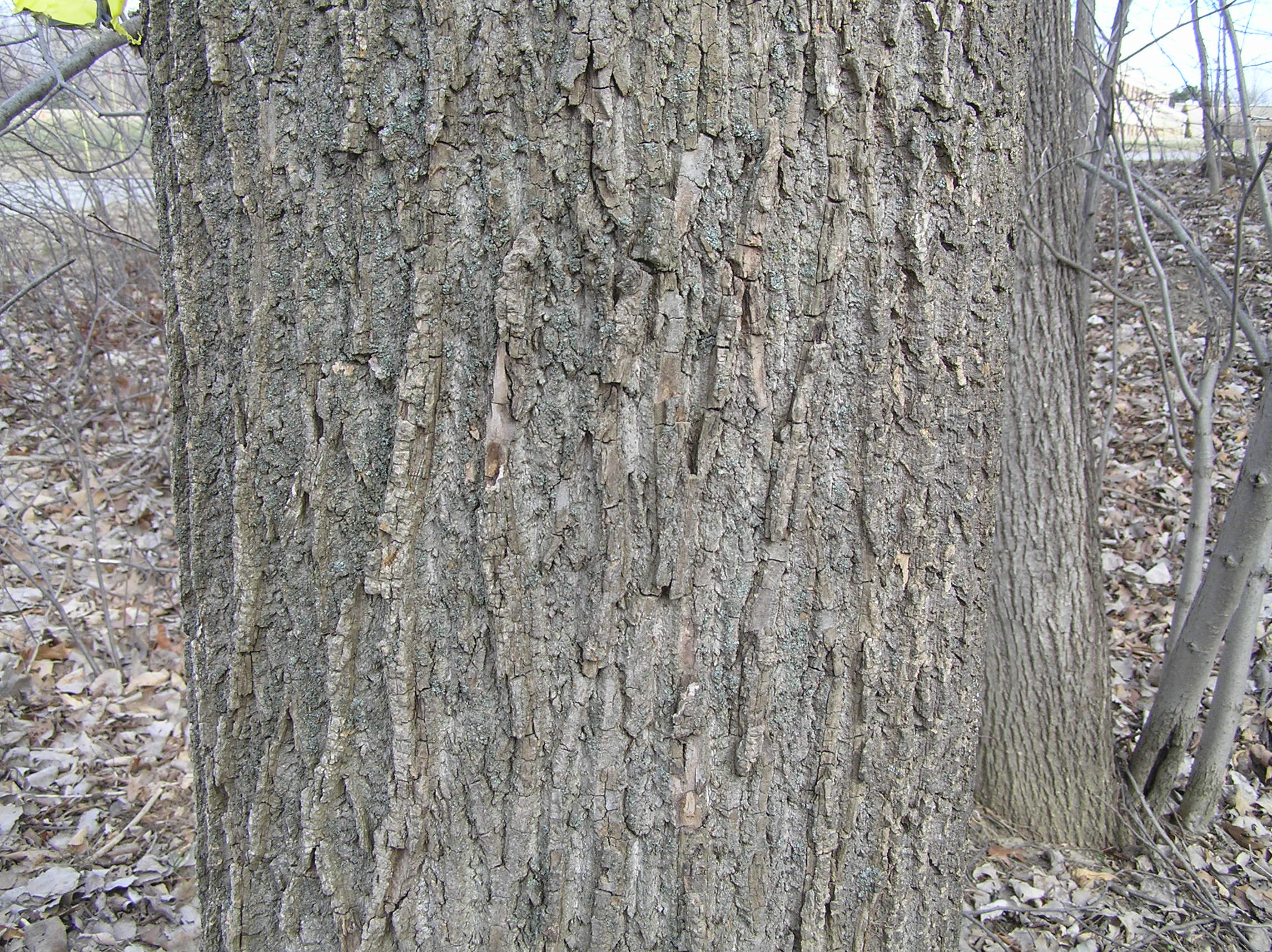 Native Trees of Indiana River Walk
