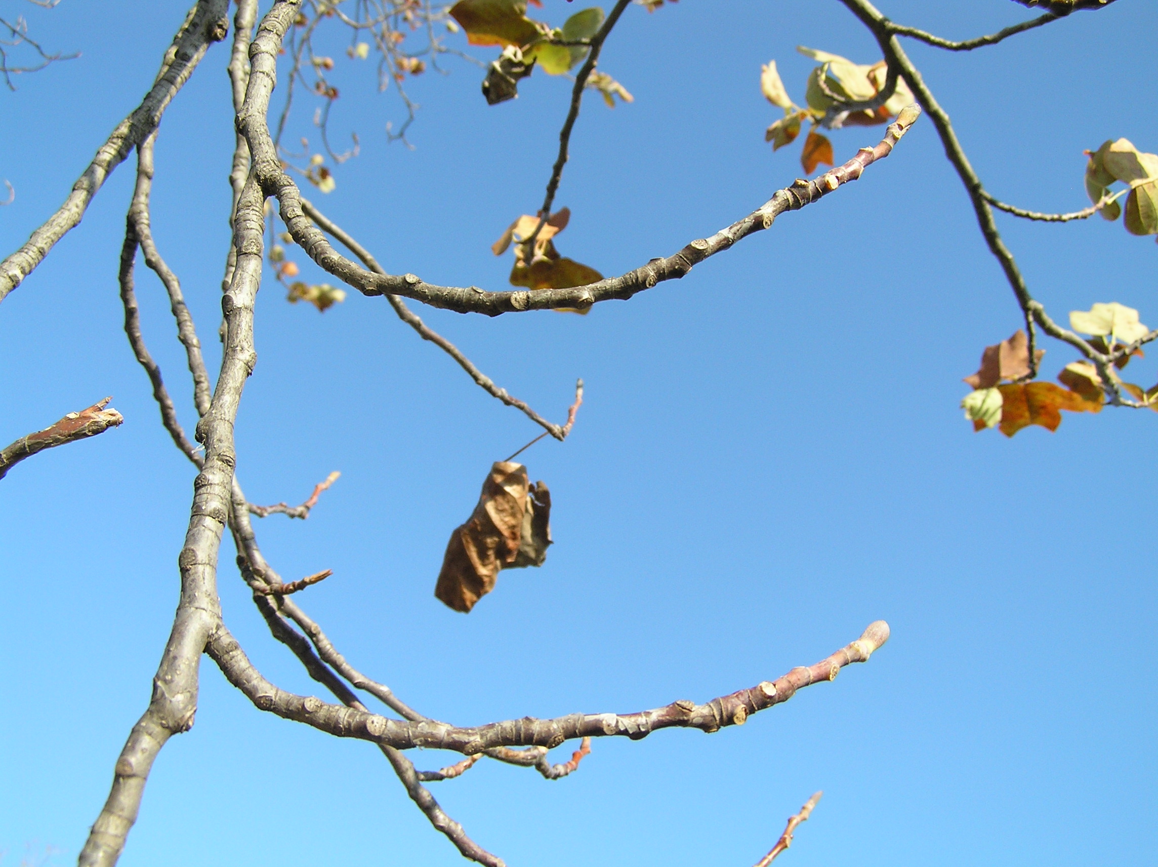 Native Trees of Indiana River Walk