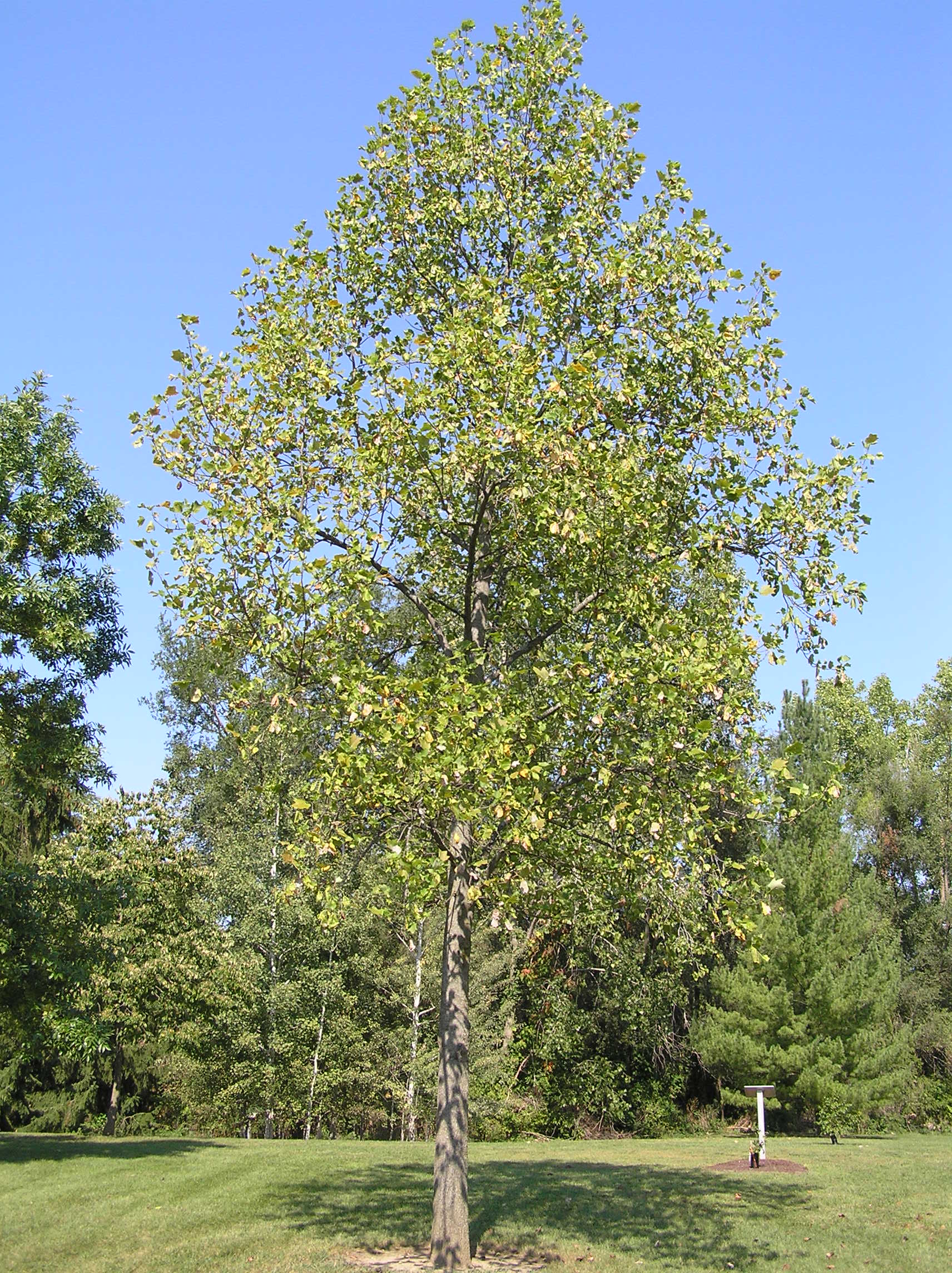 Native Trees of Indiana River Walk