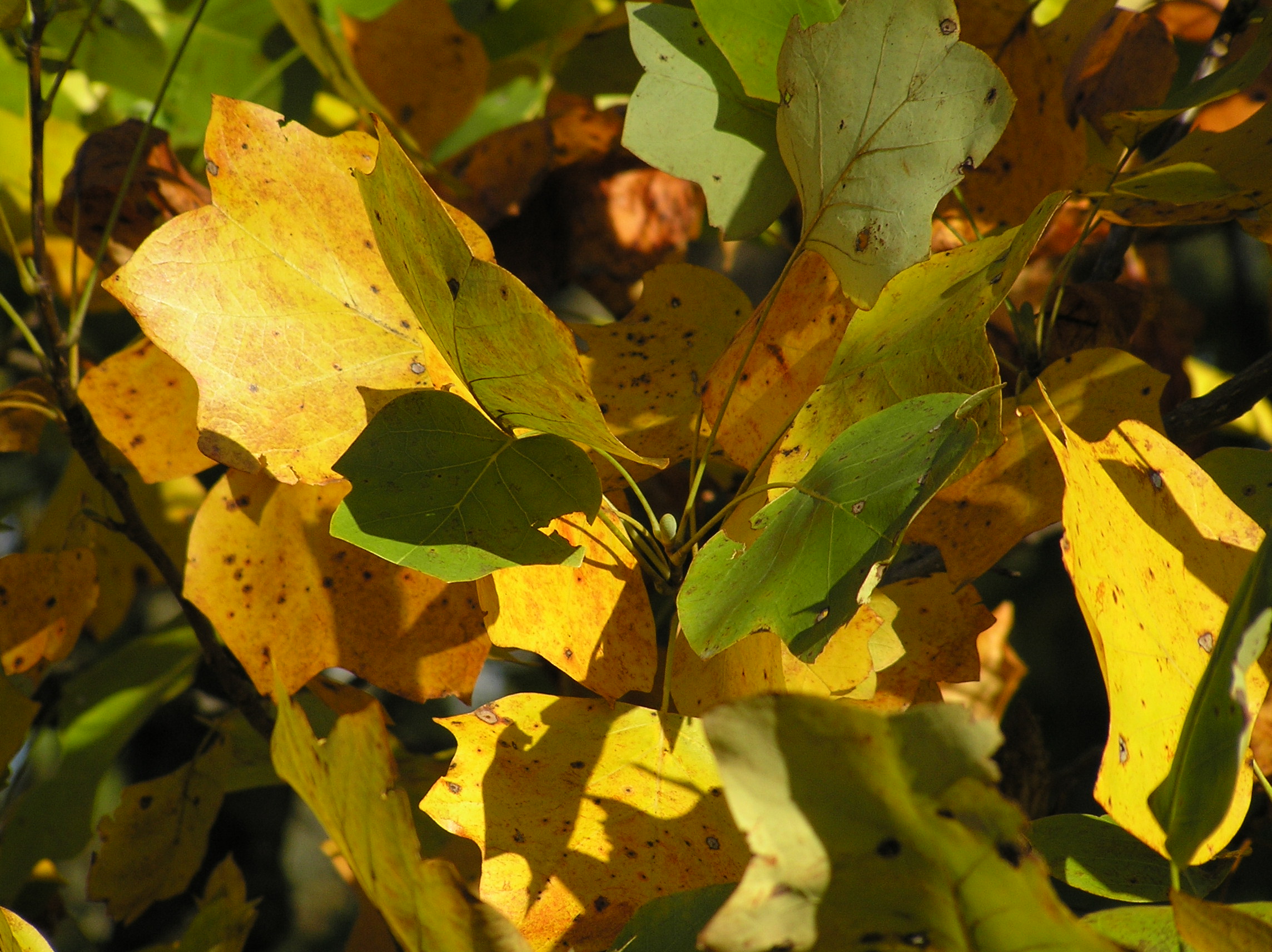 Native Trees of Indiana River Walk