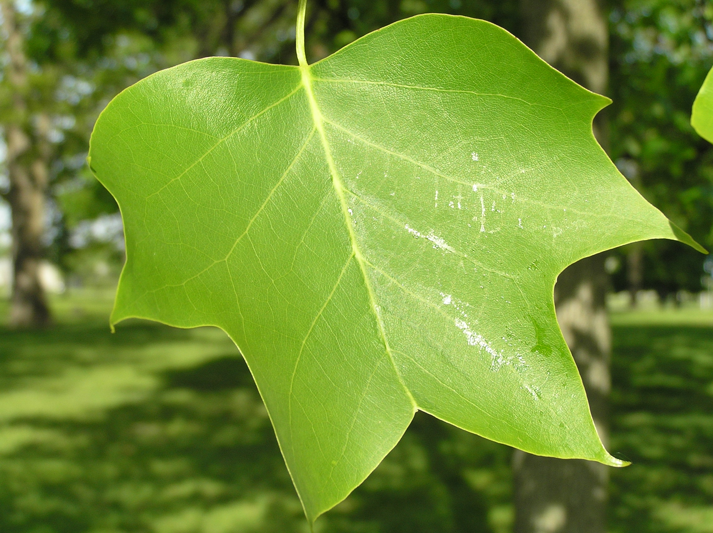 Native Trees of Indiana River Walk