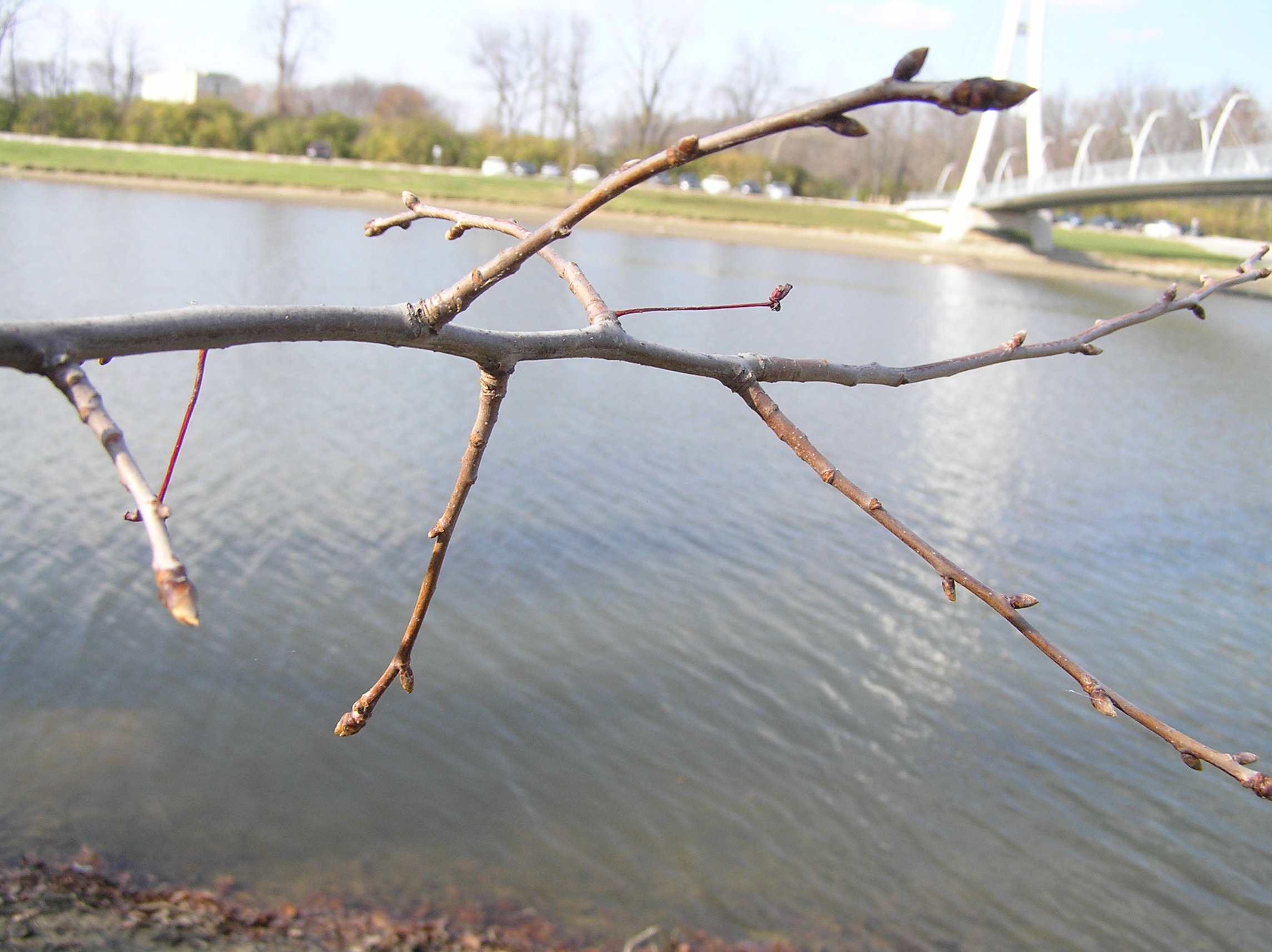 Native Trees of Indiana River Walk