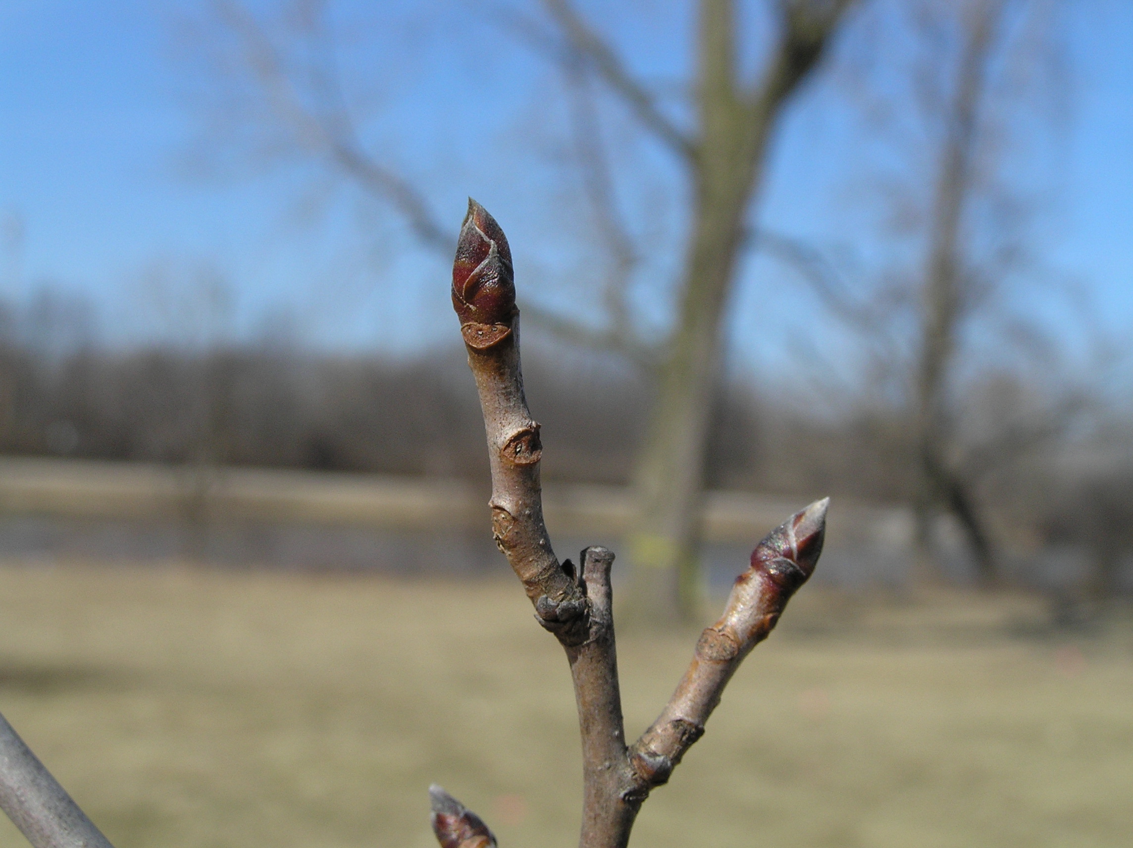 Native Trees of Indiana River Walk