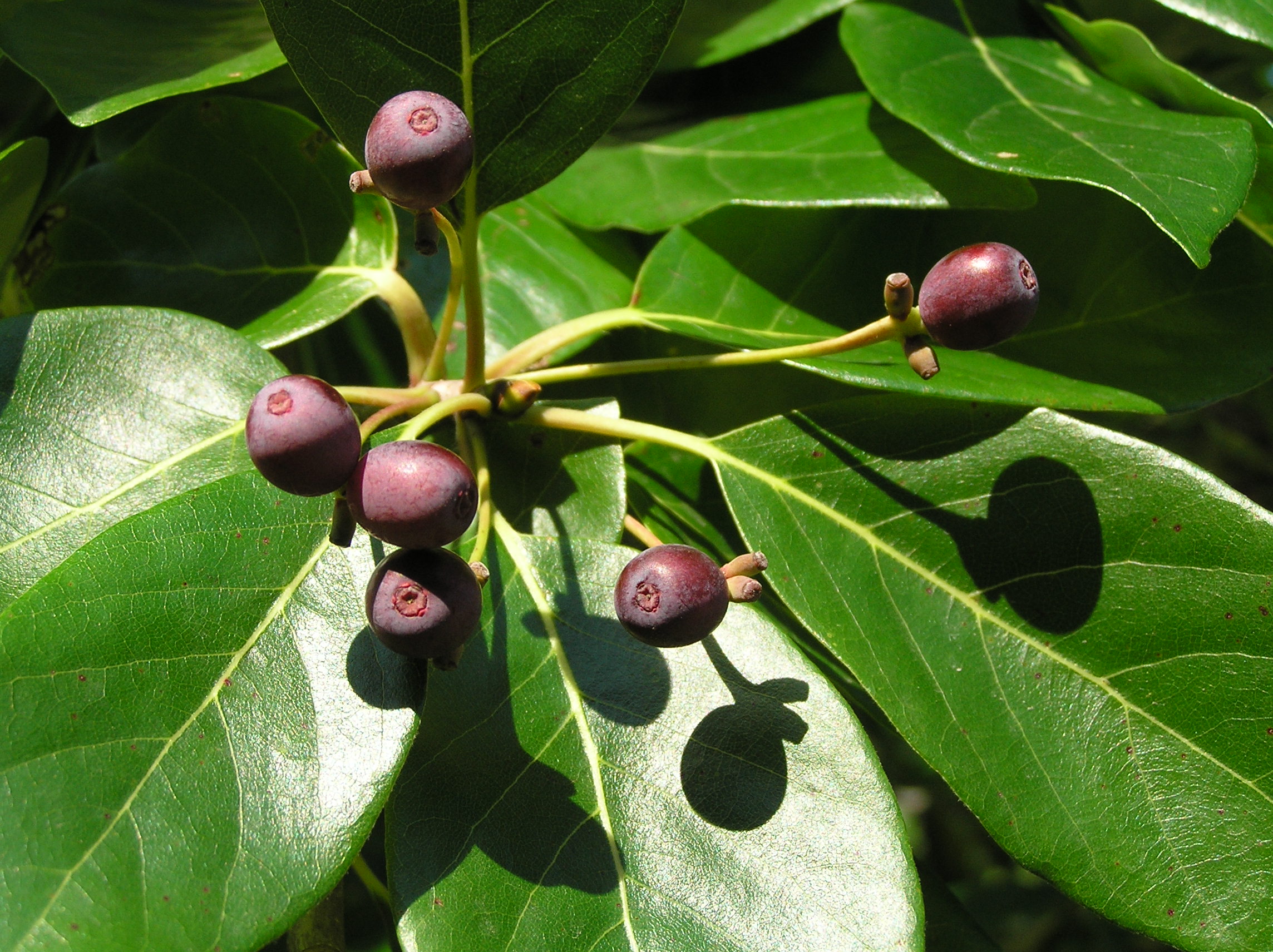 Native Trees of Indiana River Walk