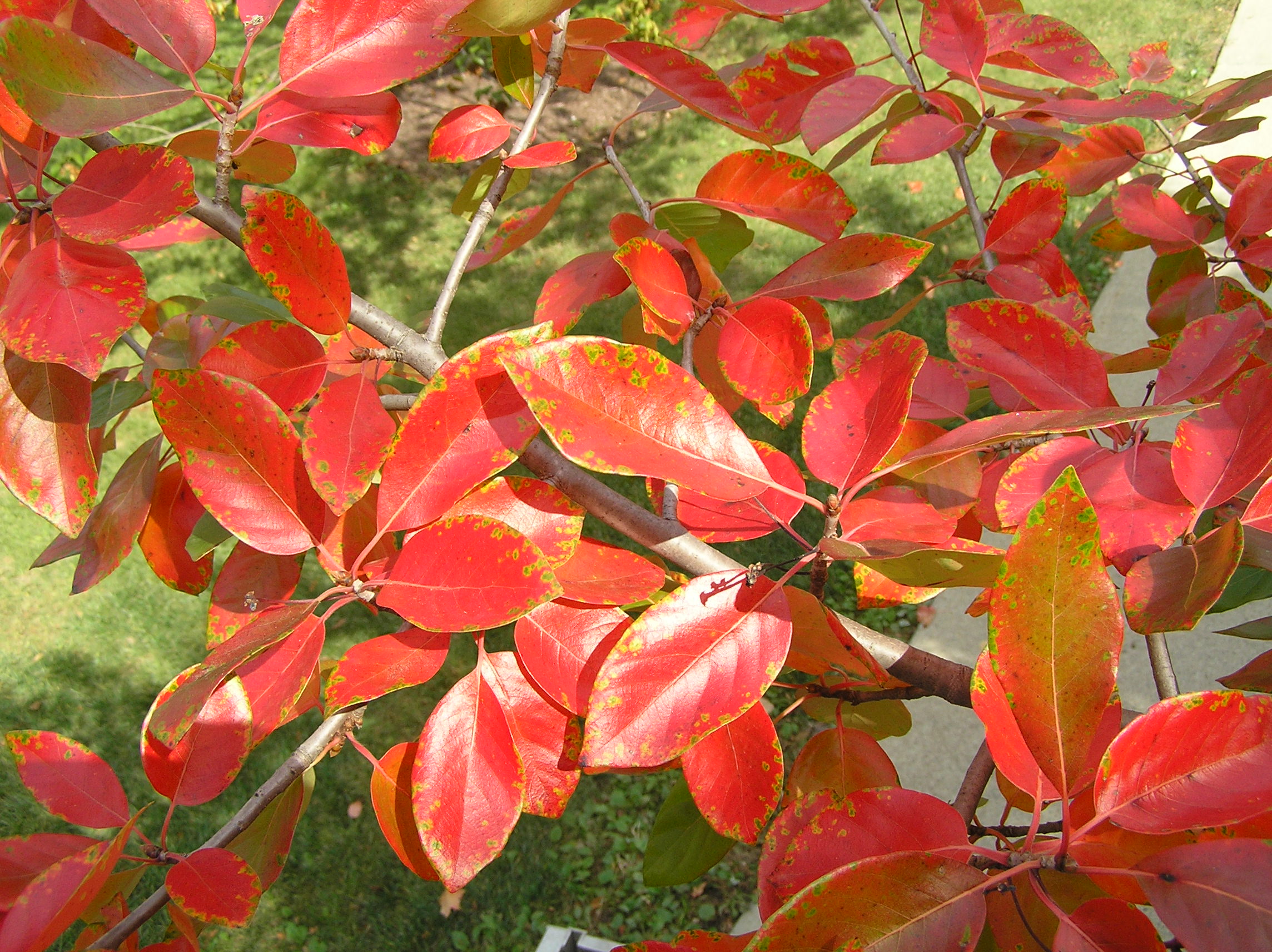 Native Trees of Indiana River Walk