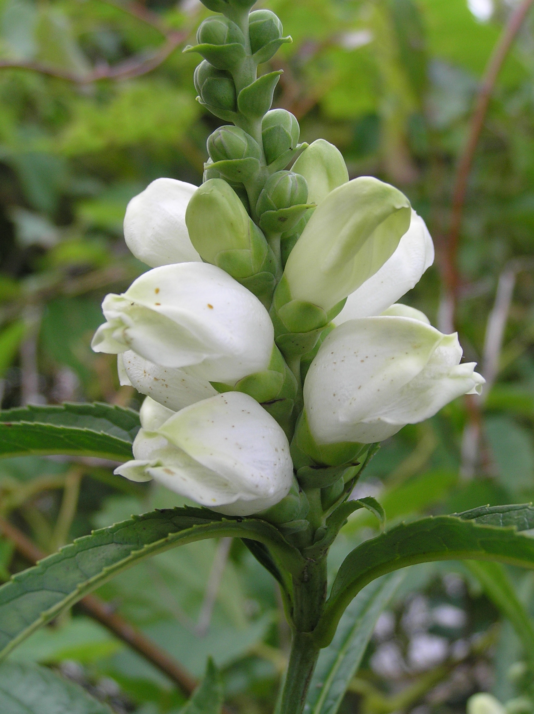 Native Trees of Indiana River Walk