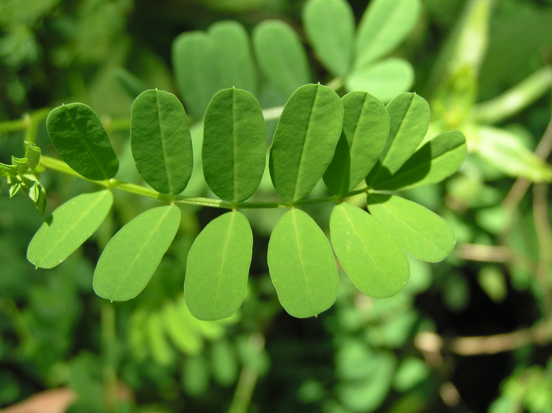 Native Trees of Indiana River Walk
