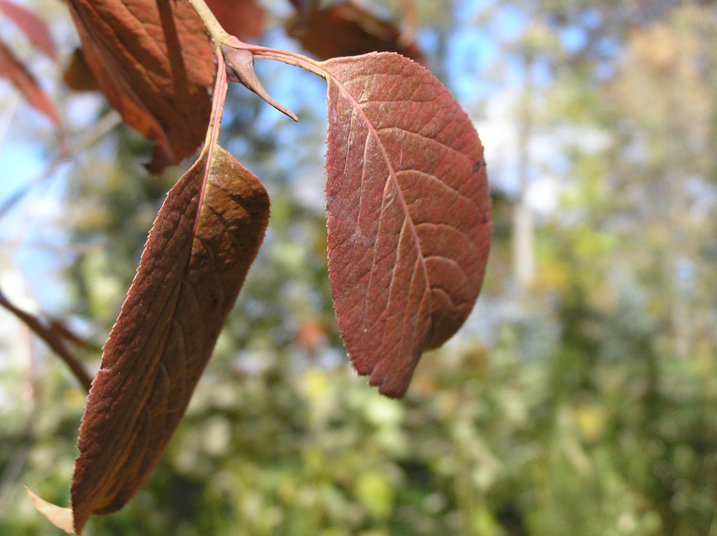 Native Trees of Indiana River Walk