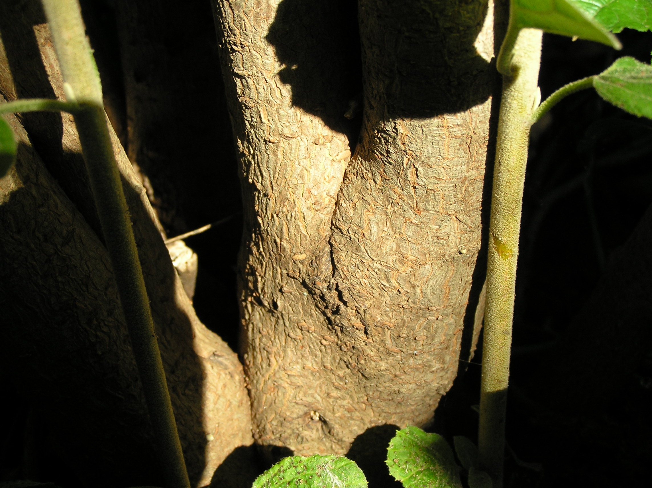 Native Trees of Indiana River Walk