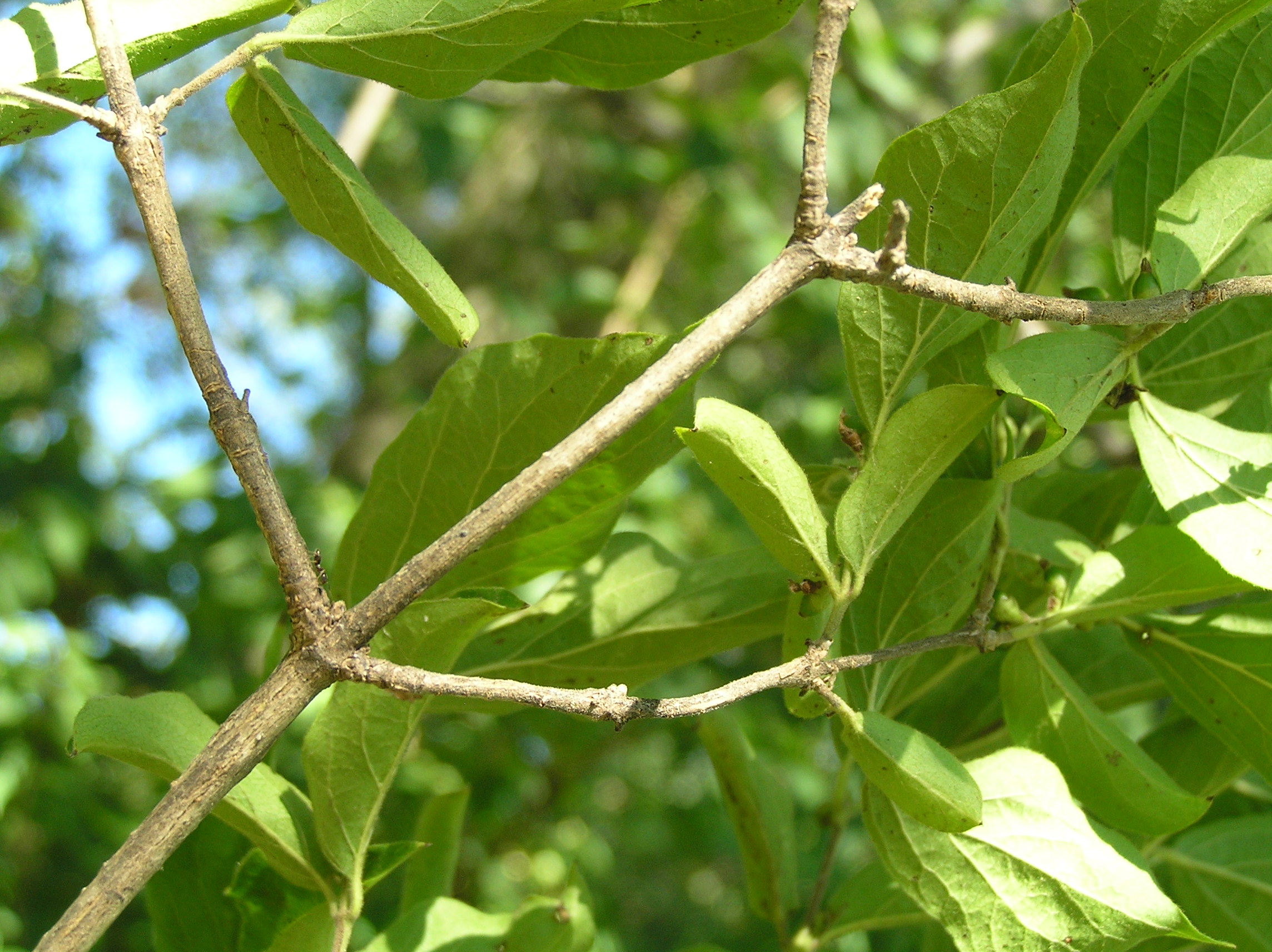 Native Trees of Indiana River Walk