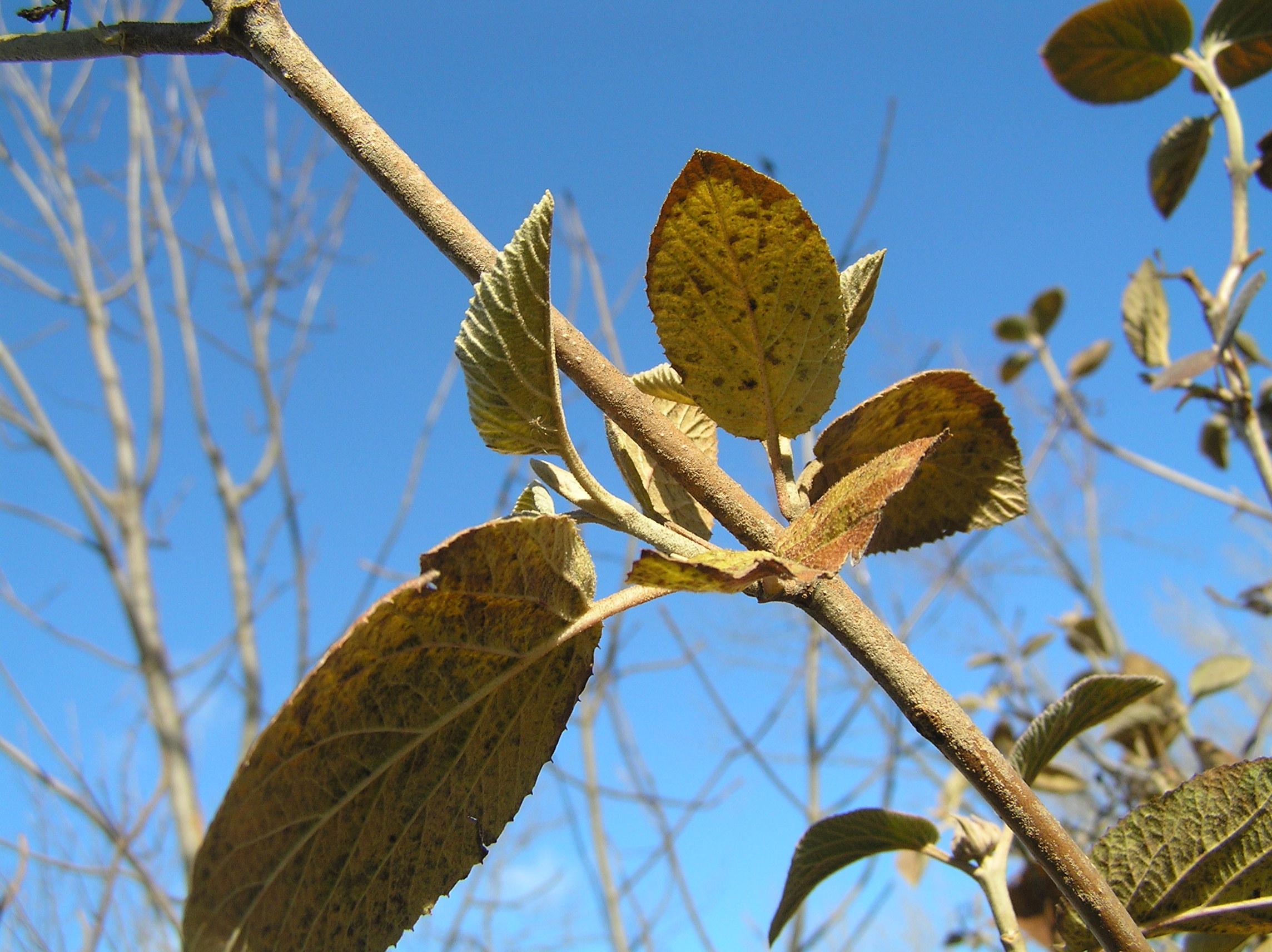 Native Trees of Indiana River Walk