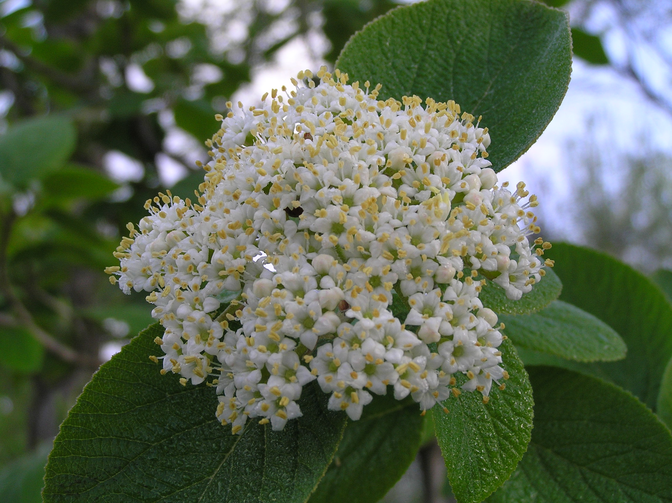 Native Trees of Indiana River Walk