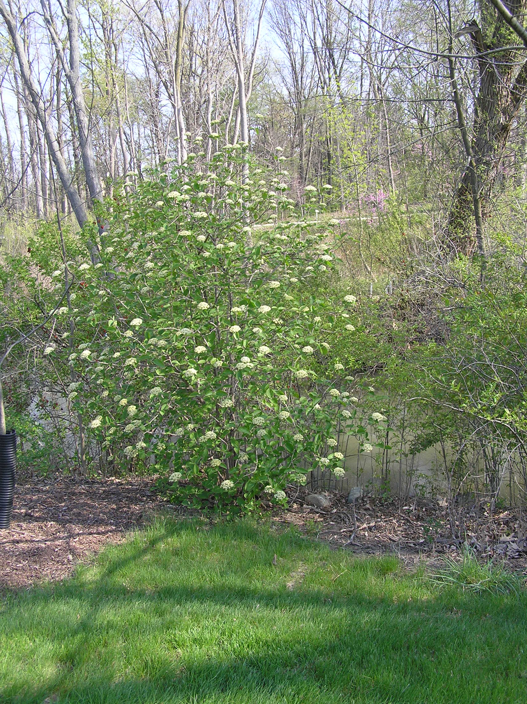 Native Trees of Indiana River Walk
