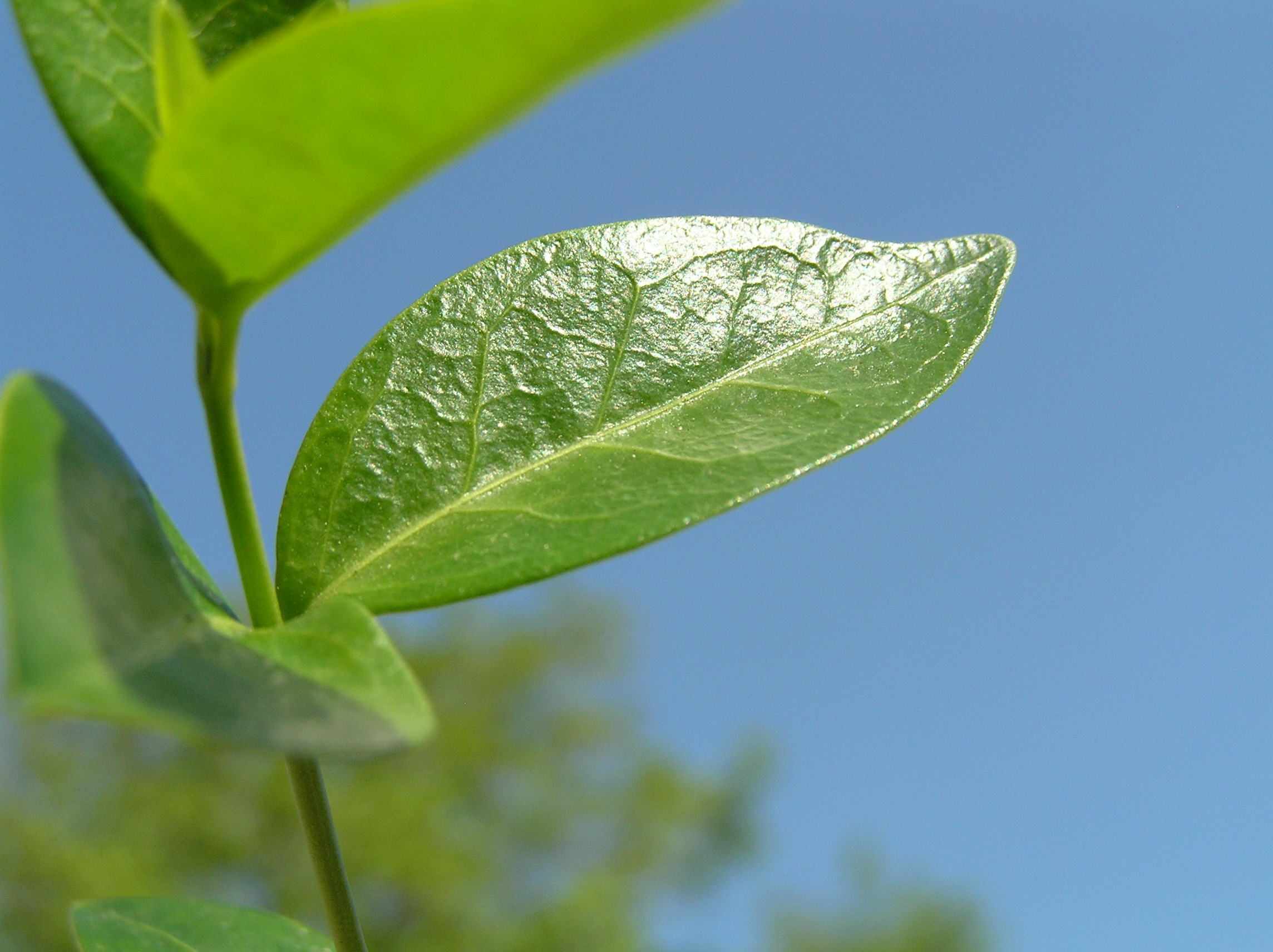 Native Trees of Indiana River Walk