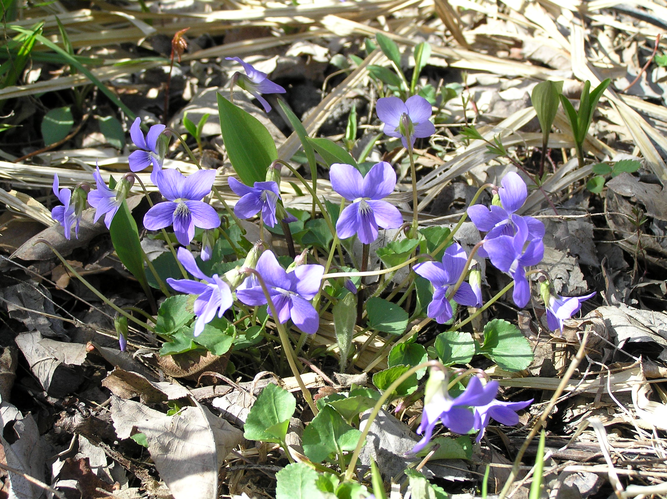 Native Trees of Indiana River Walk