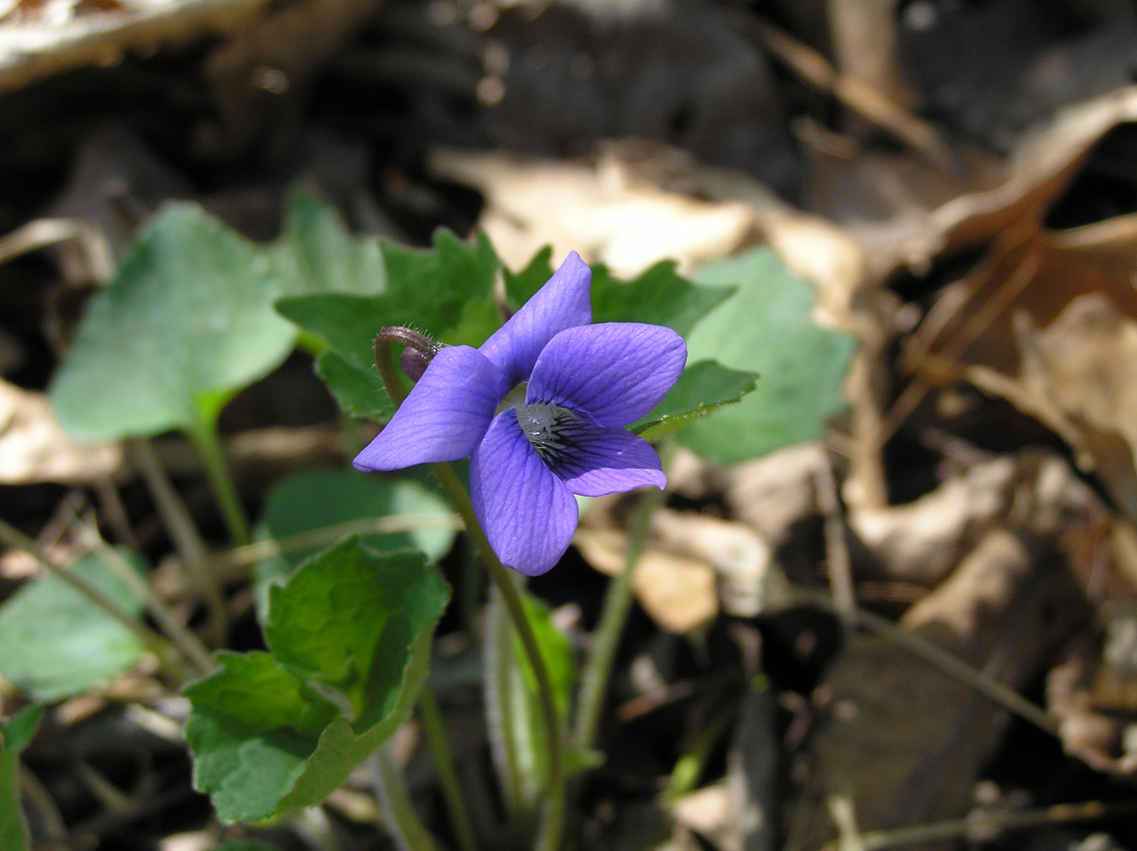 Native Trees of Indiana River Walk