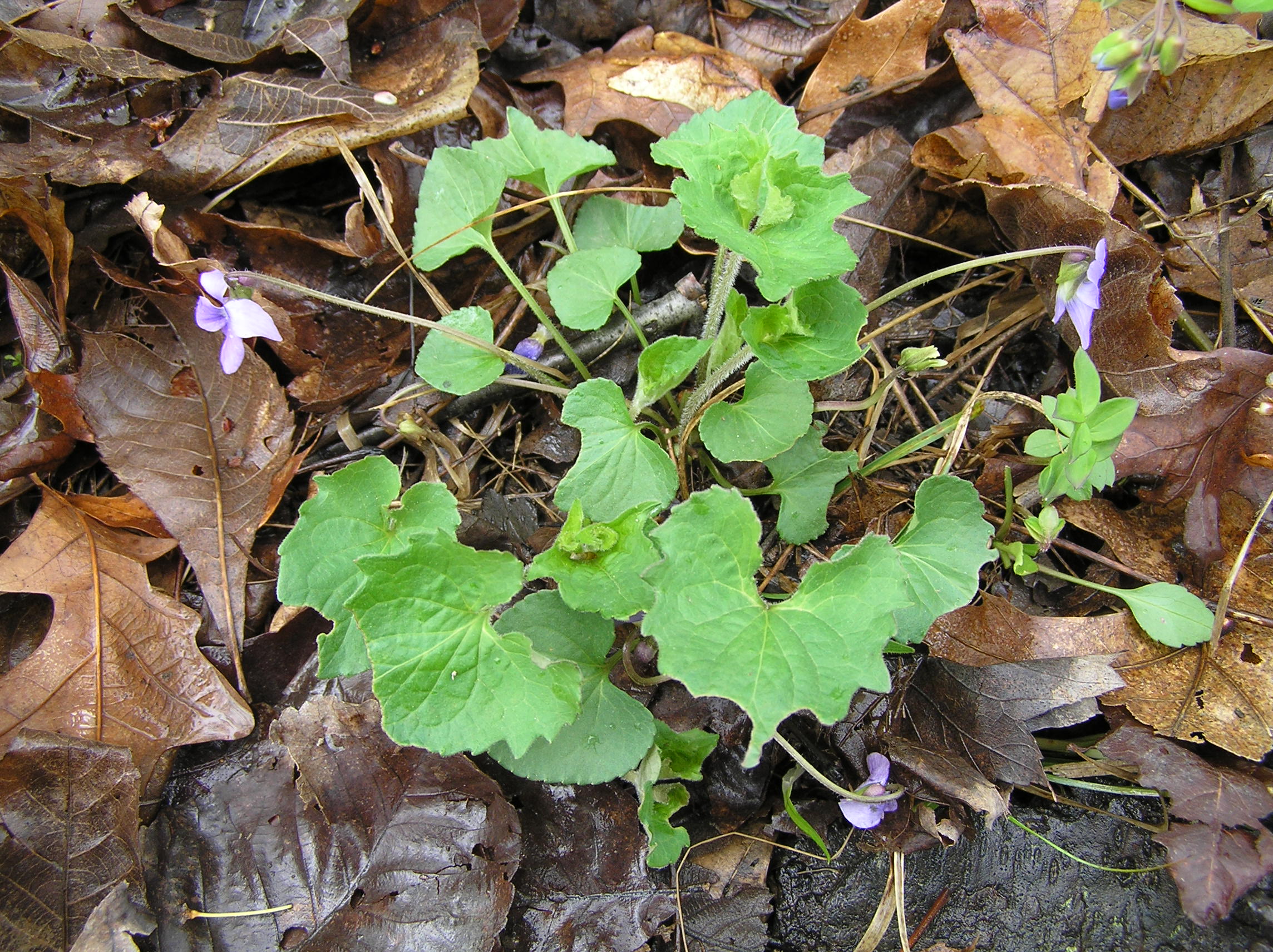 Native Trees of Indiana River Walk