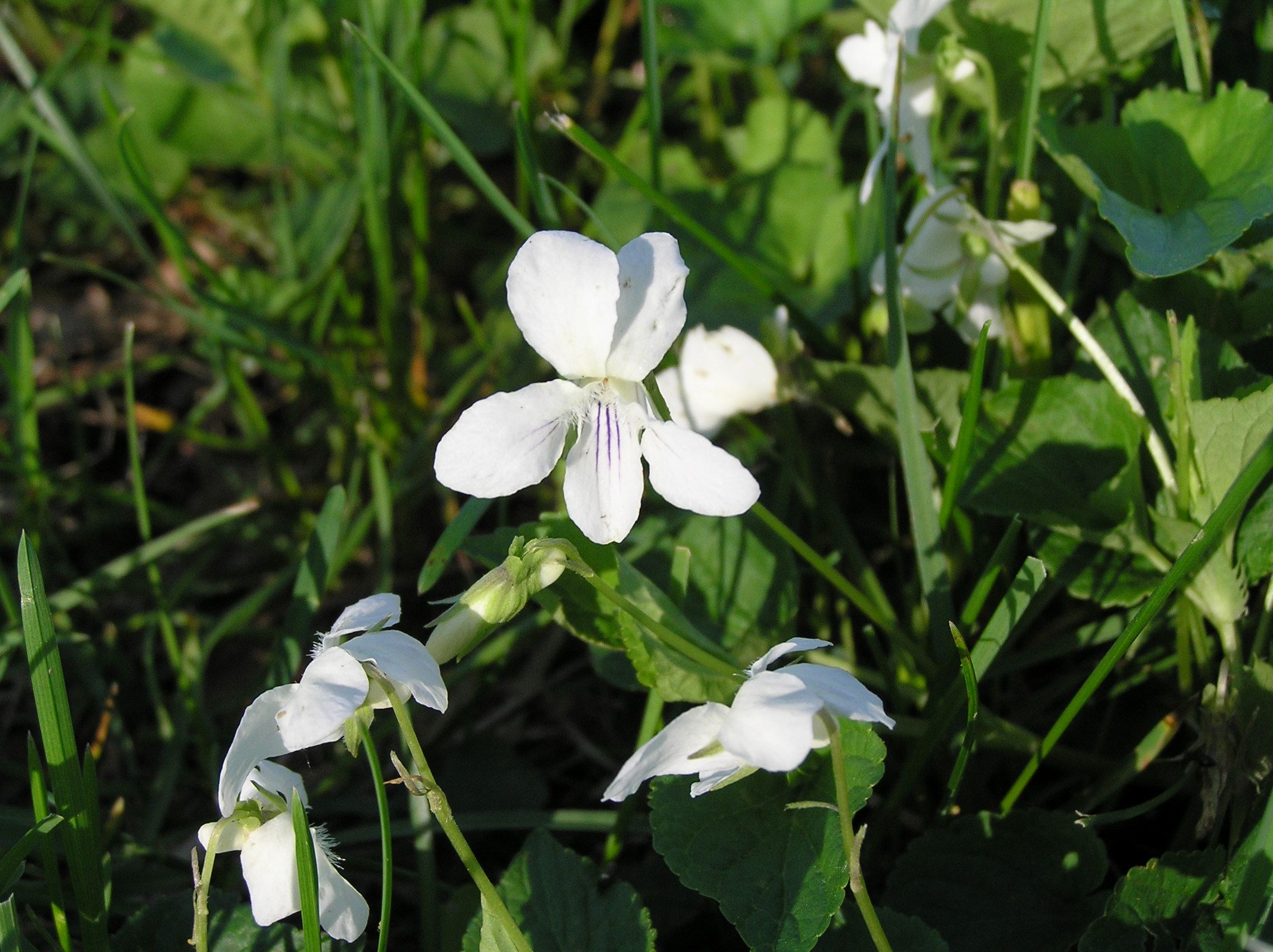 Native Trees of Indiana River Walk