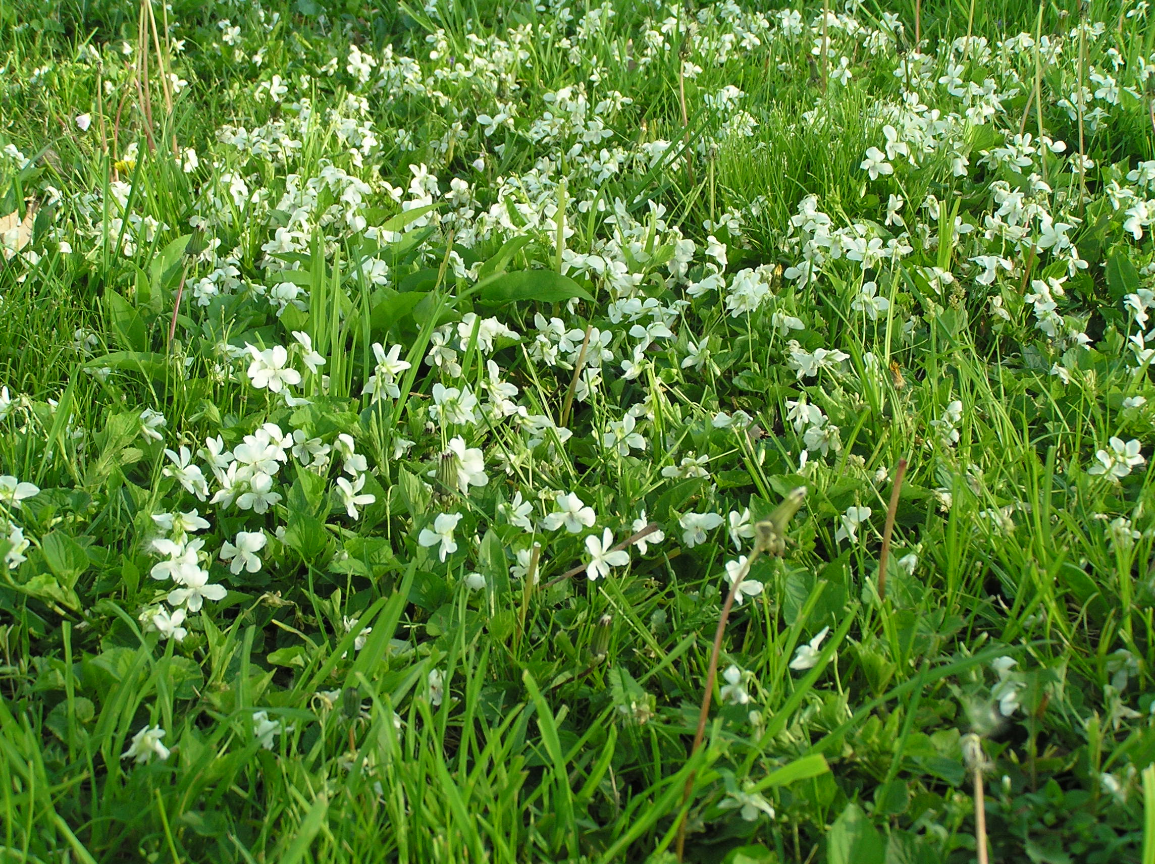 Native Trees of Indiana River Walk
