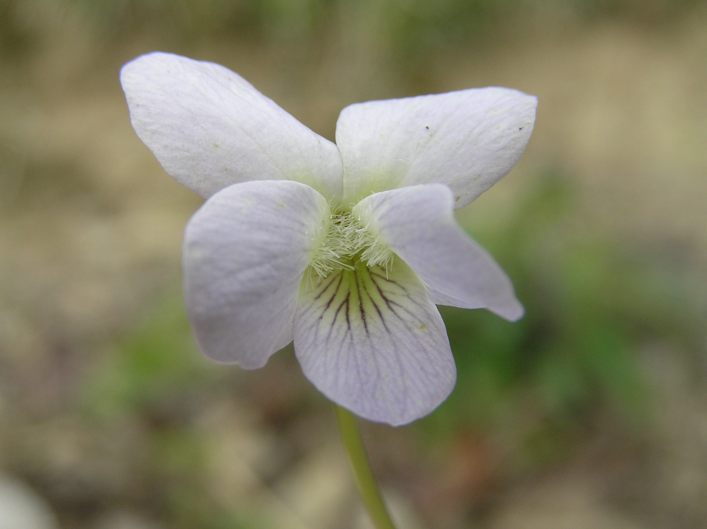 Native Trees of Indiana River Walk