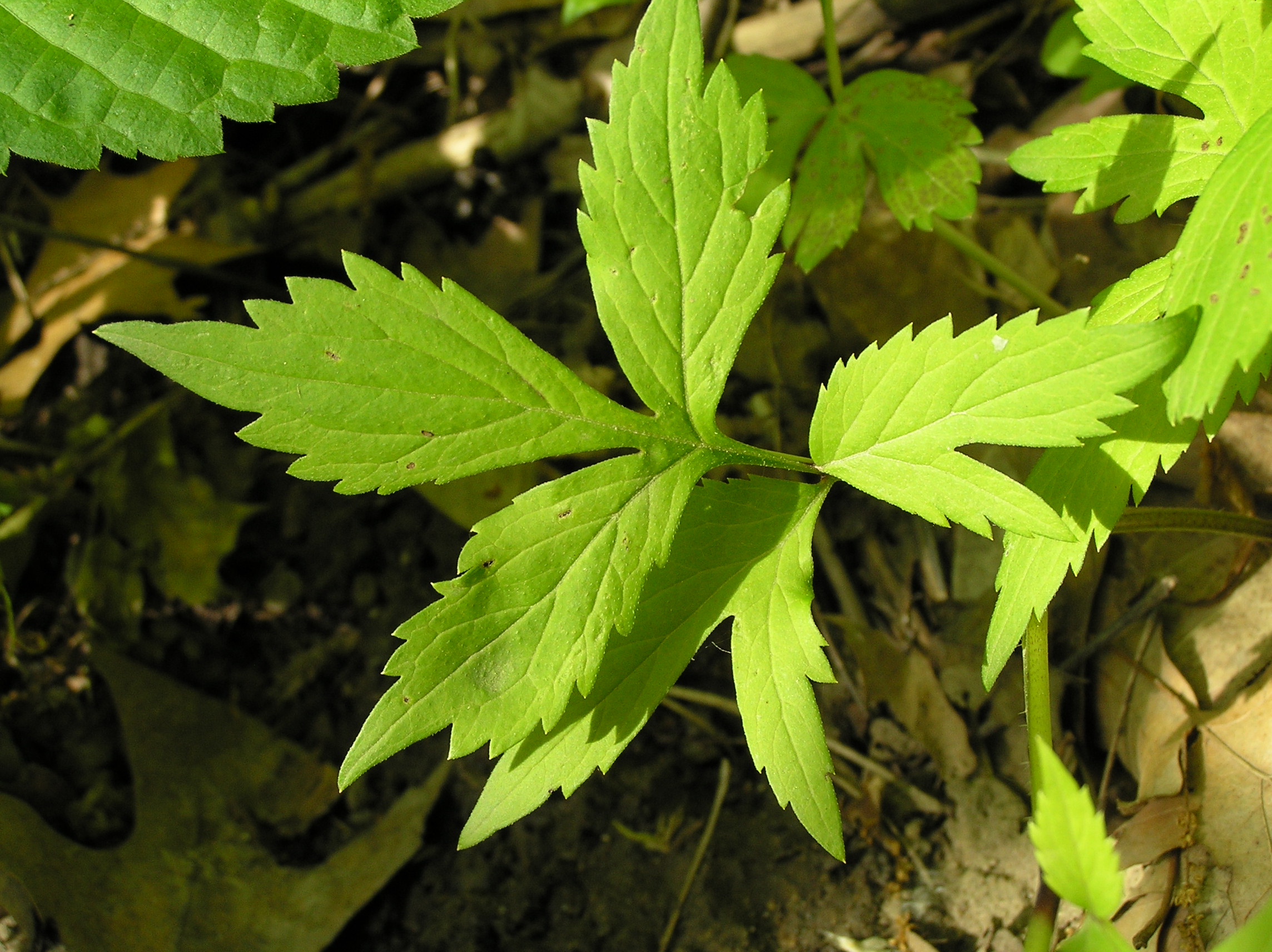 Native Trees of Indiana River Walk