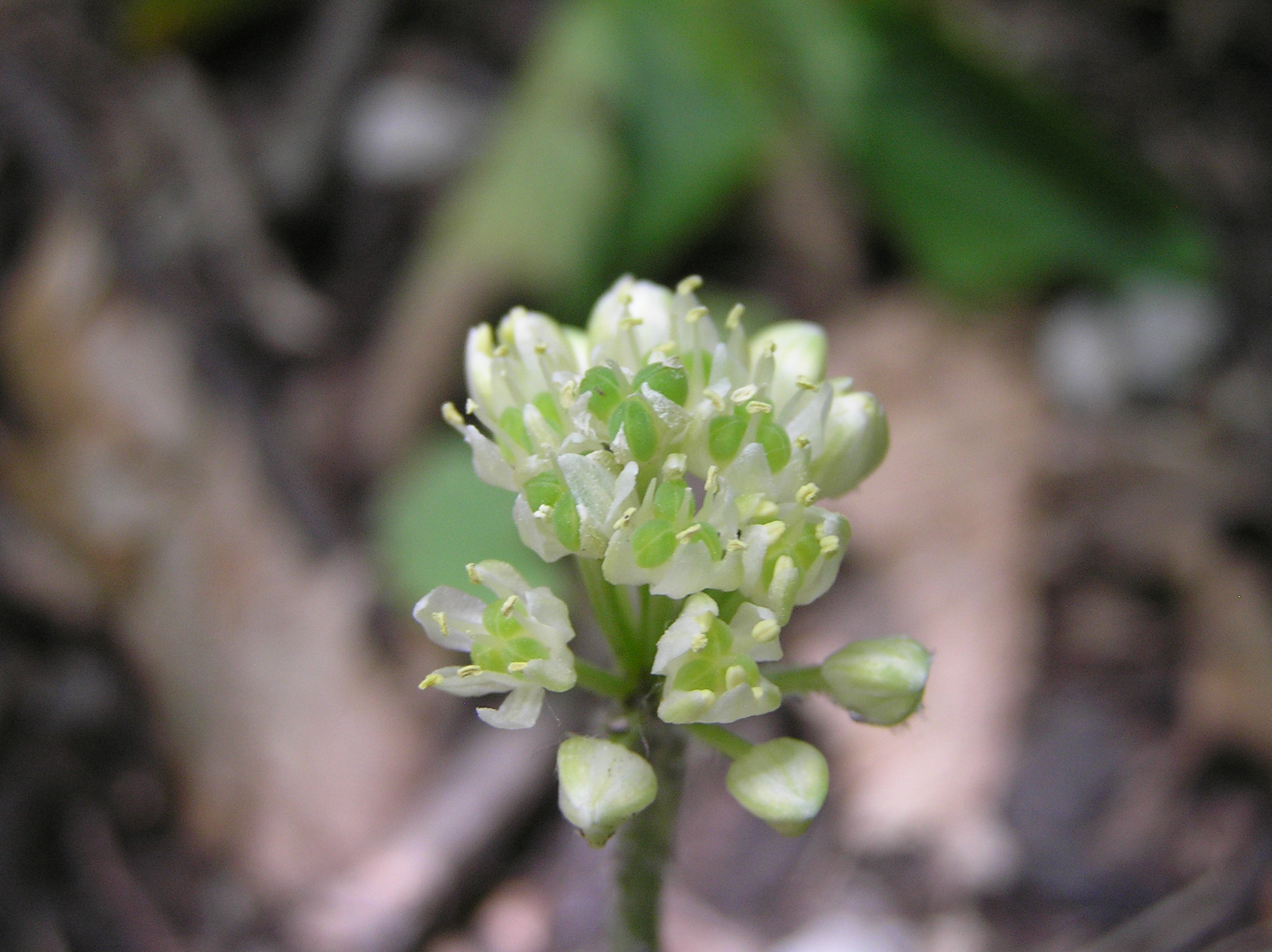Native Trees of Indiana River Walk