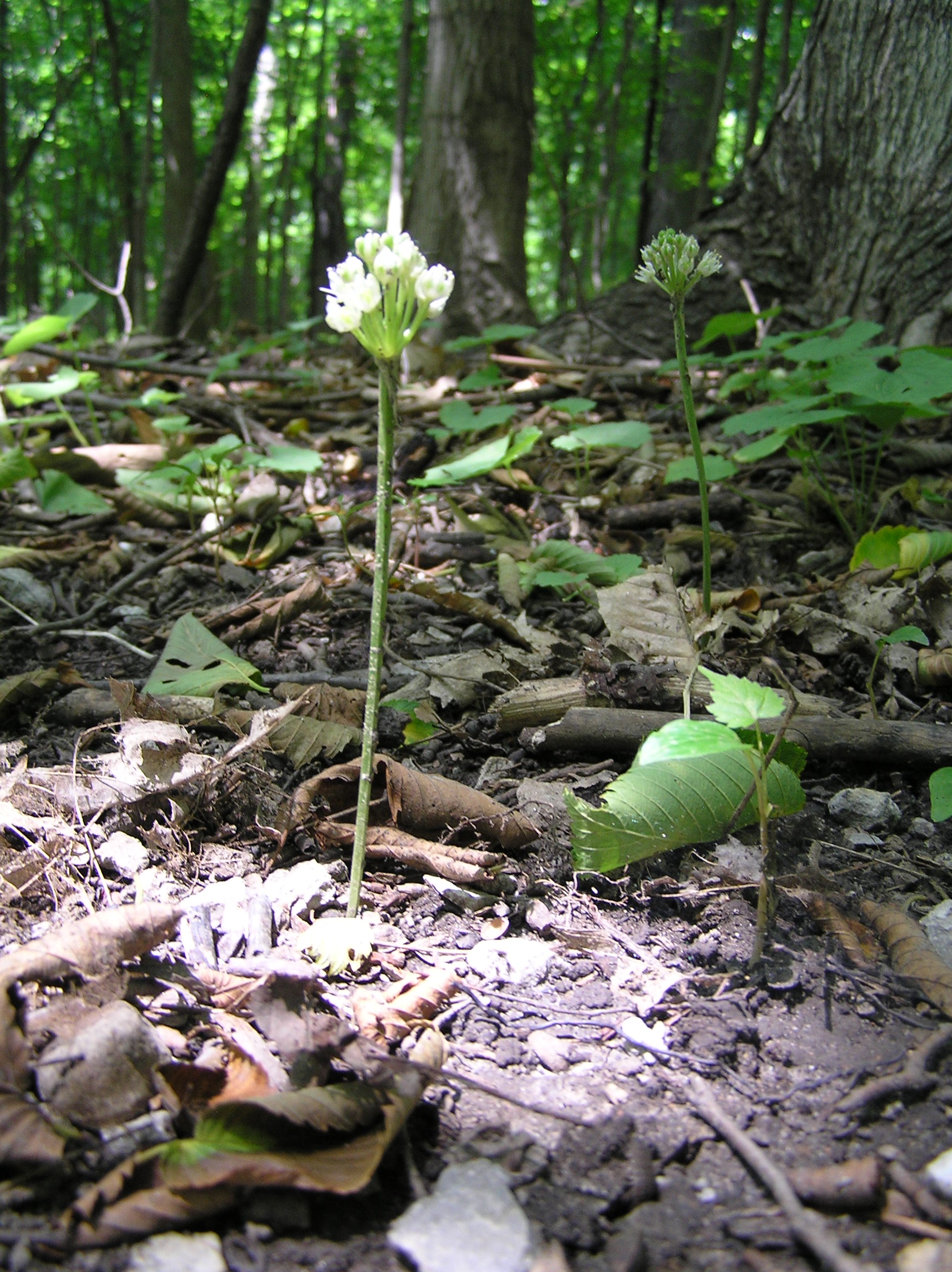 Native Trees of Indiana River Walk