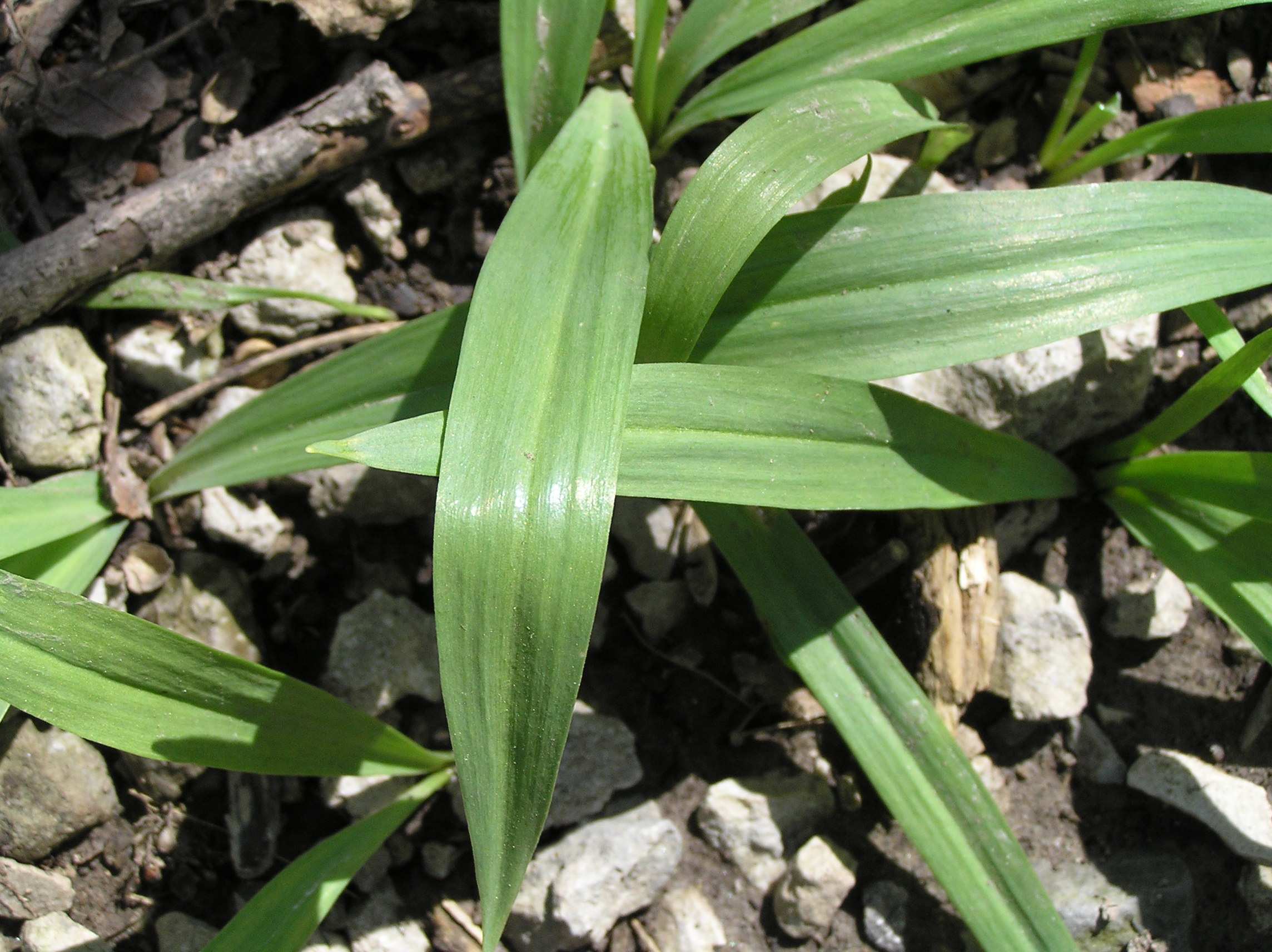 Native Trees of Indiana River Walk