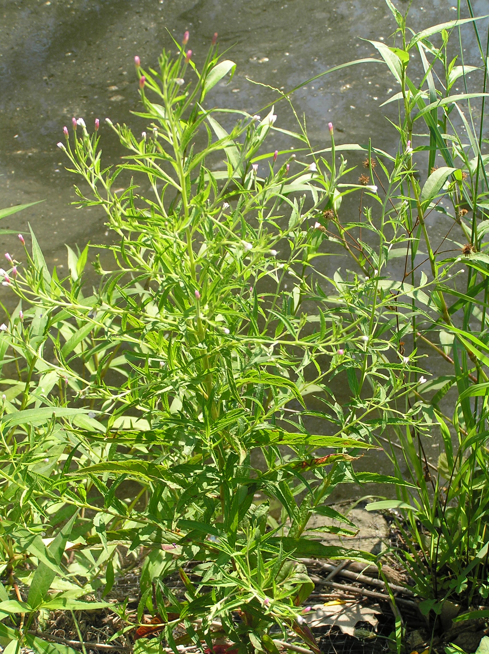 Native Trees of Indiana River Walk