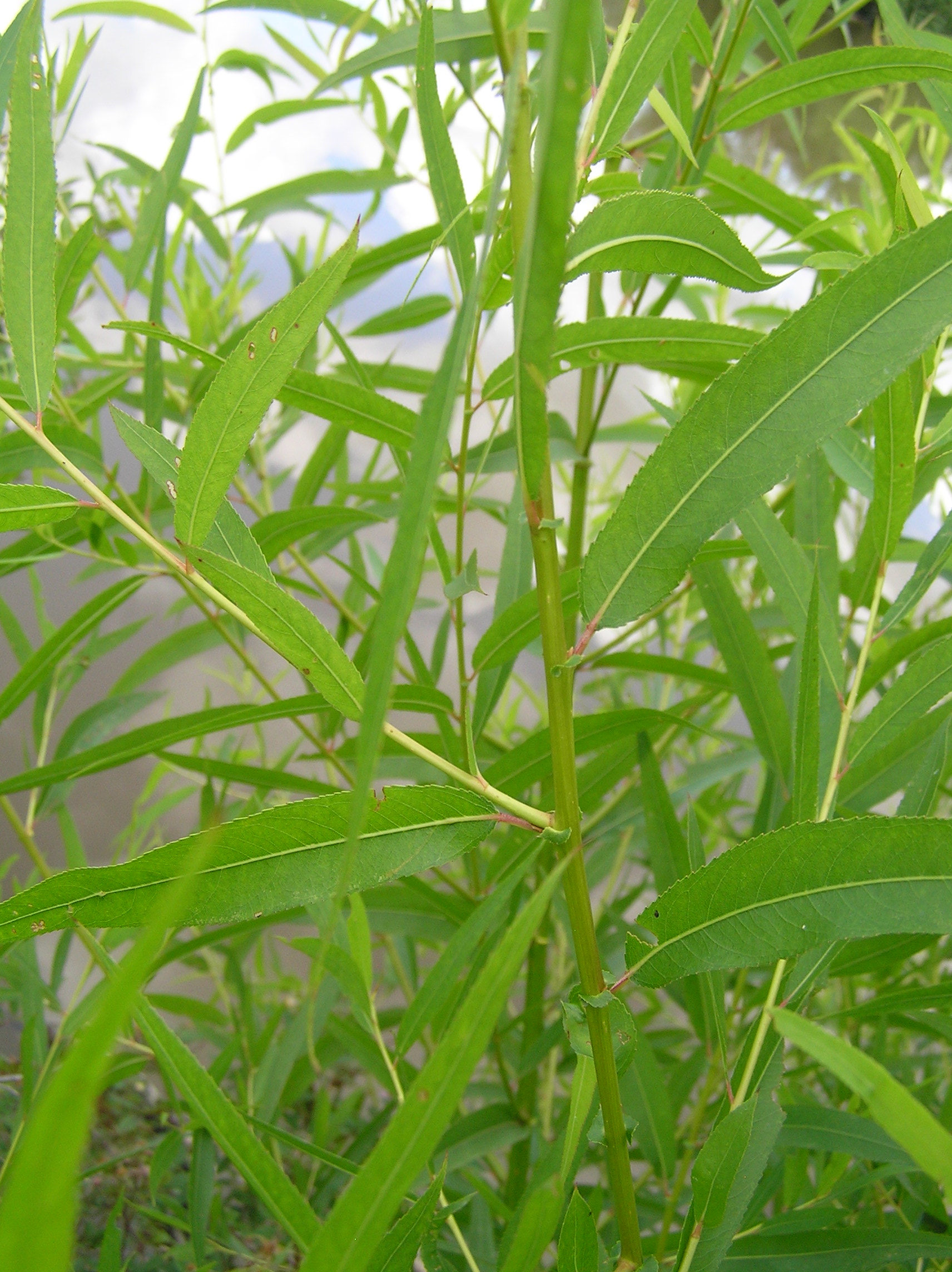 Native Trees of Indiana River Walk