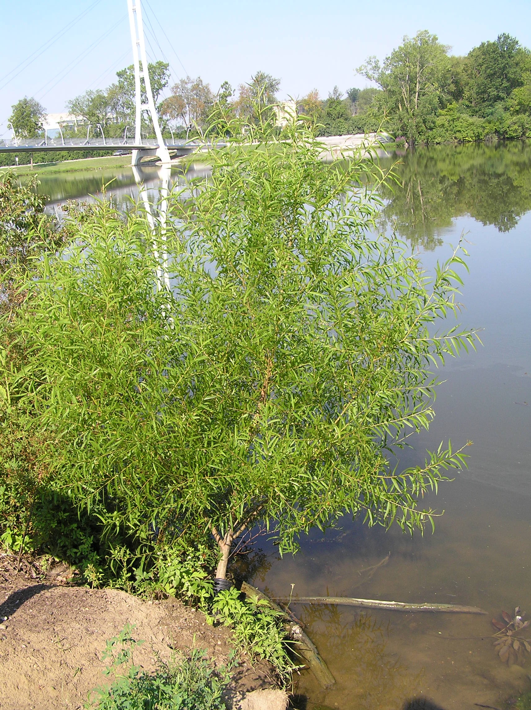 Native Trees of Indiana River Walk