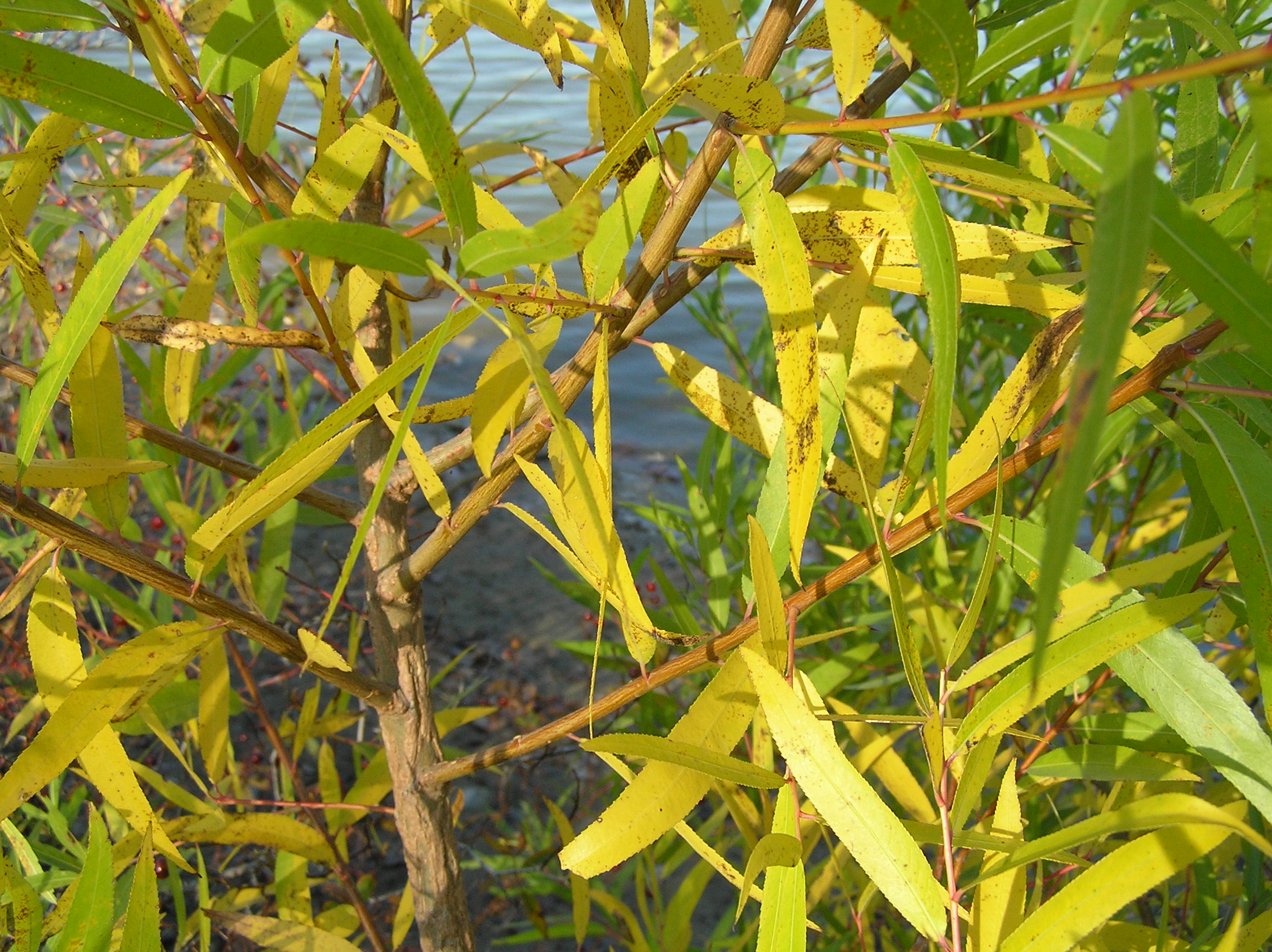 Native Trees of Indiana River Walk