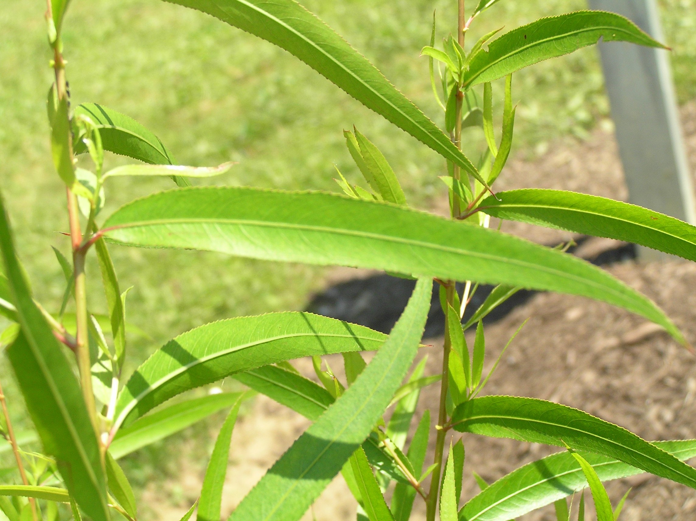 Native Trees of Indiana River Walk
